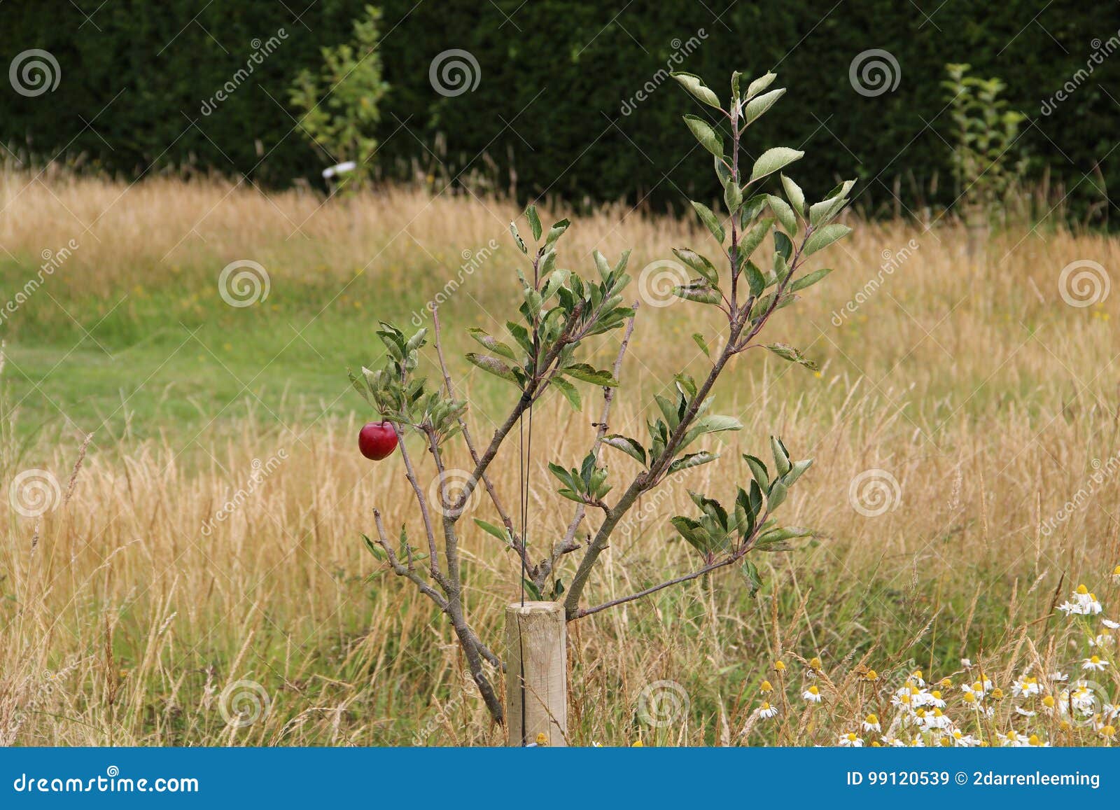 An apple tree in the field stock image. Image of beautiful - 99120539