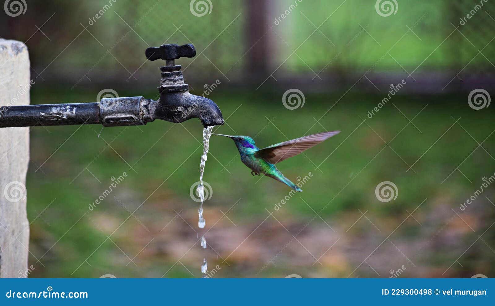 Beautiful Small Bird Drinking Water on the Tap Stock Photo - Image of ...
