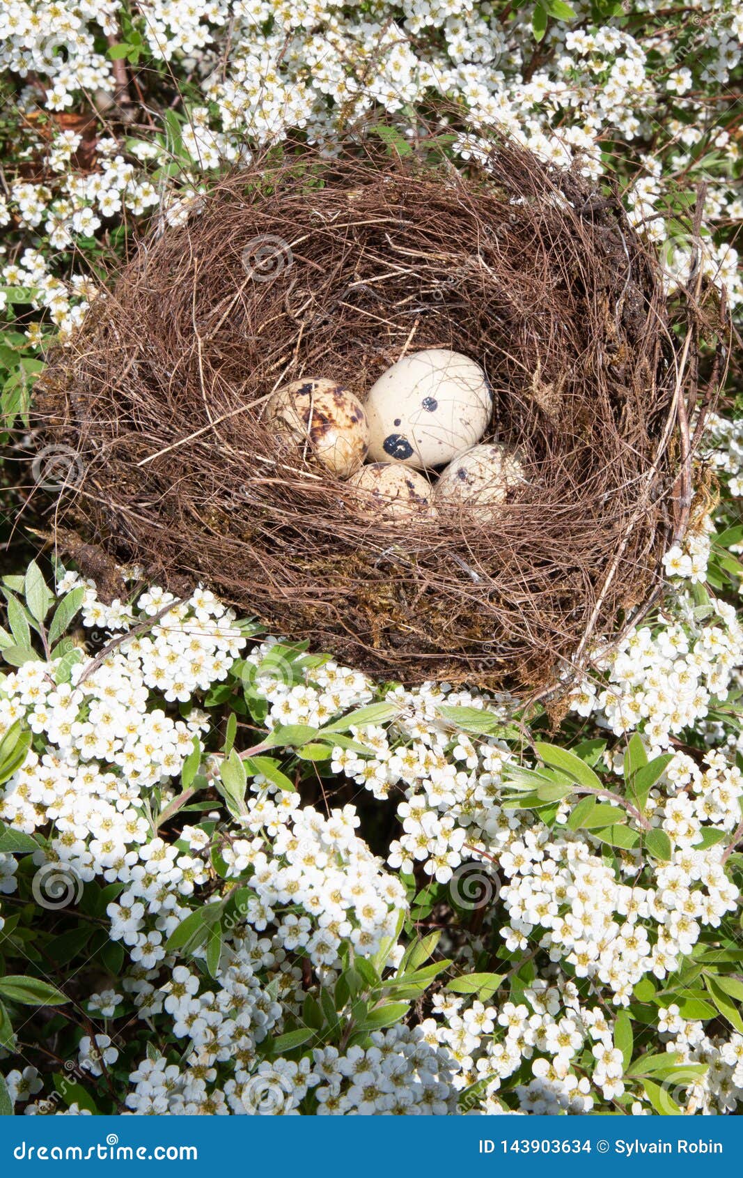 Beautiful Small Bird Eggs Resting in a Nest Tree Stock Photo - Image of ...