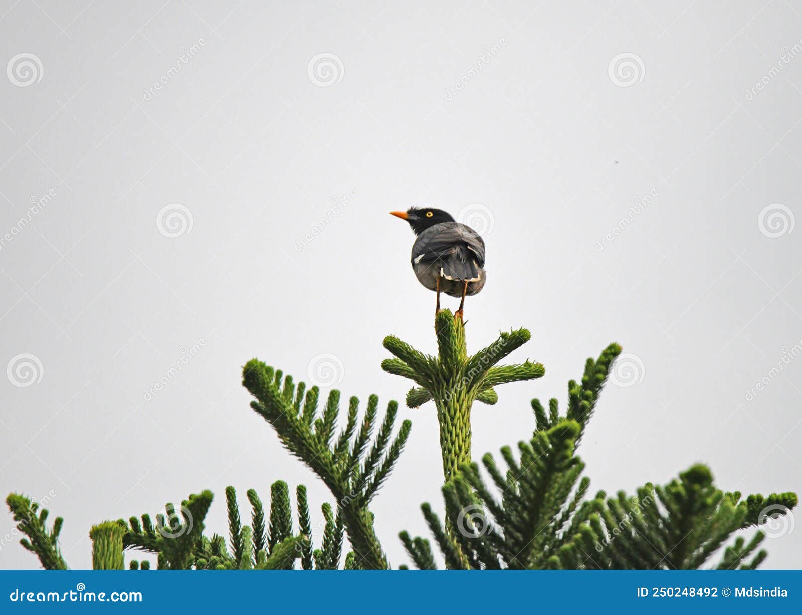Beautiful small bird stock photo. Image of nature, colorful - 250248492