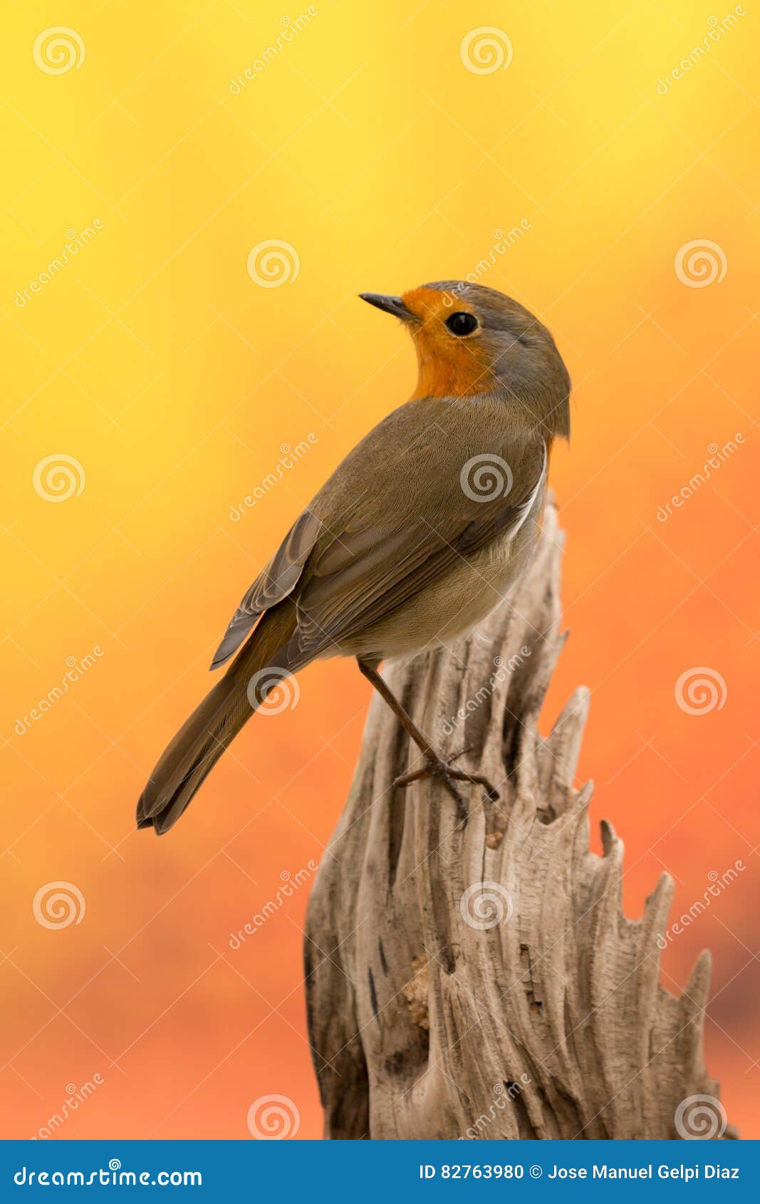 Beautiful small bird stock photo. Image of life, beauty - 82763980