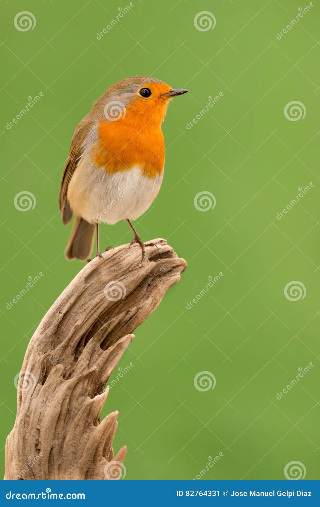Beautiful small bird stock image. Image of fauna, beautiful - 82764331