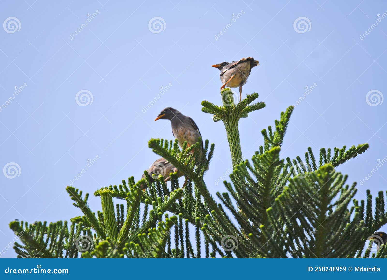 Beautiful small birds stock image. Image of beauty, wildlife - 250248959