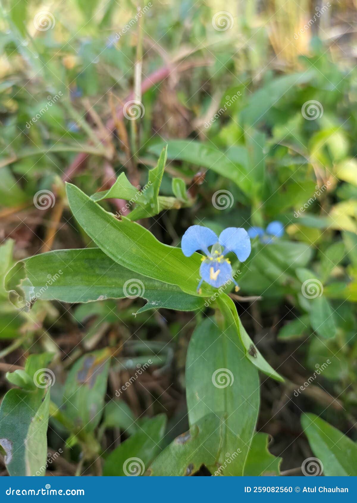 Beautiful Small Blue Flower Macro Photography Stock Photo - Image of ...