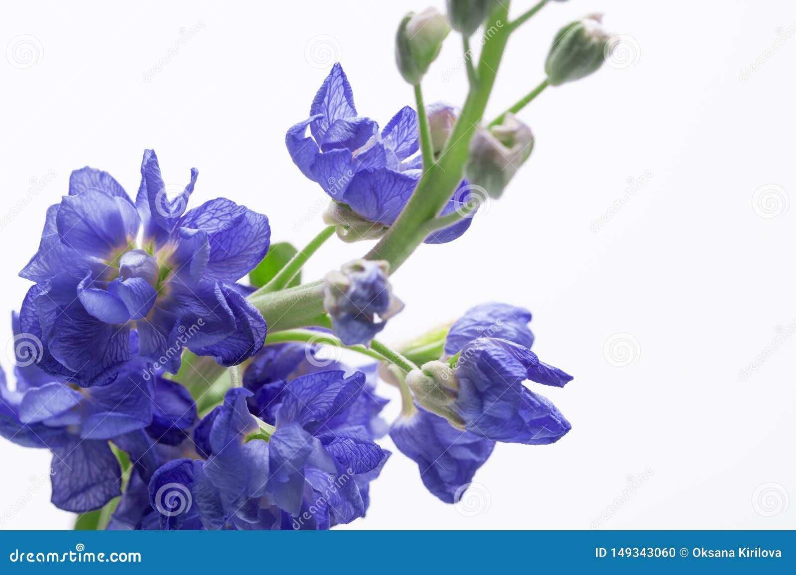 Beautiful Small Blue Flowers Close-up Stock Photo - Image of color ...