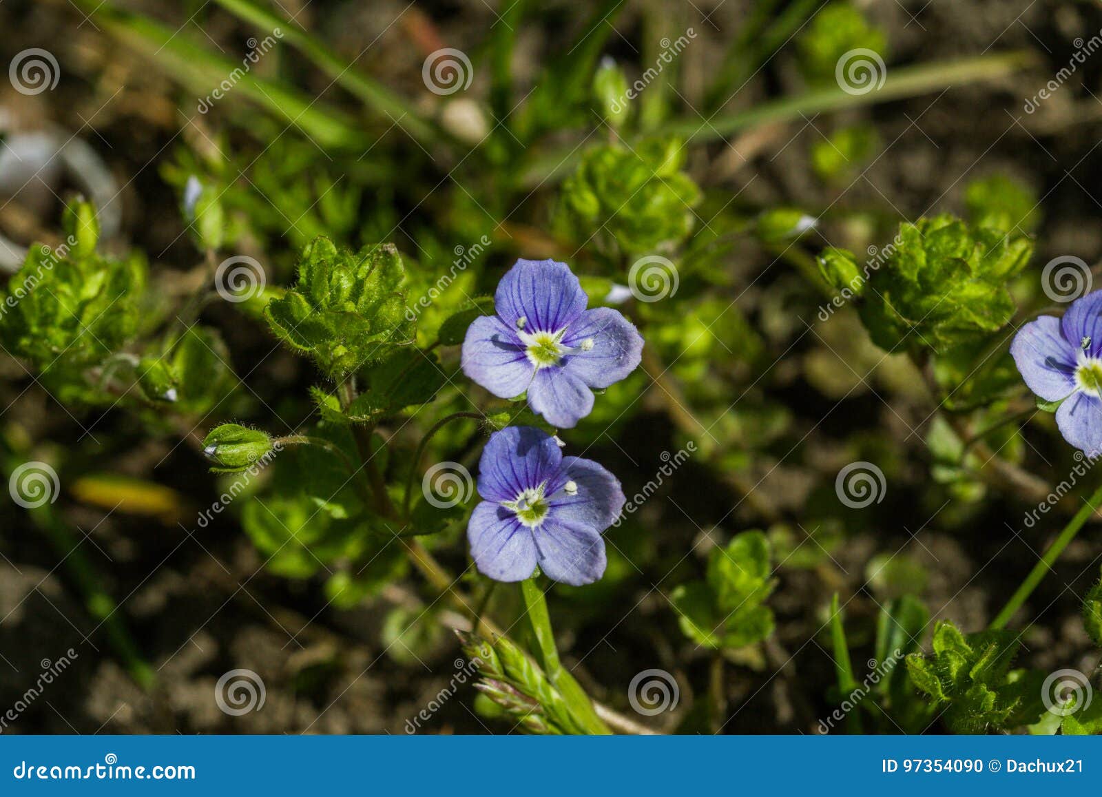 Beautiful Small Blue Flowers in the Grass Stock Photo - Image of green ...
