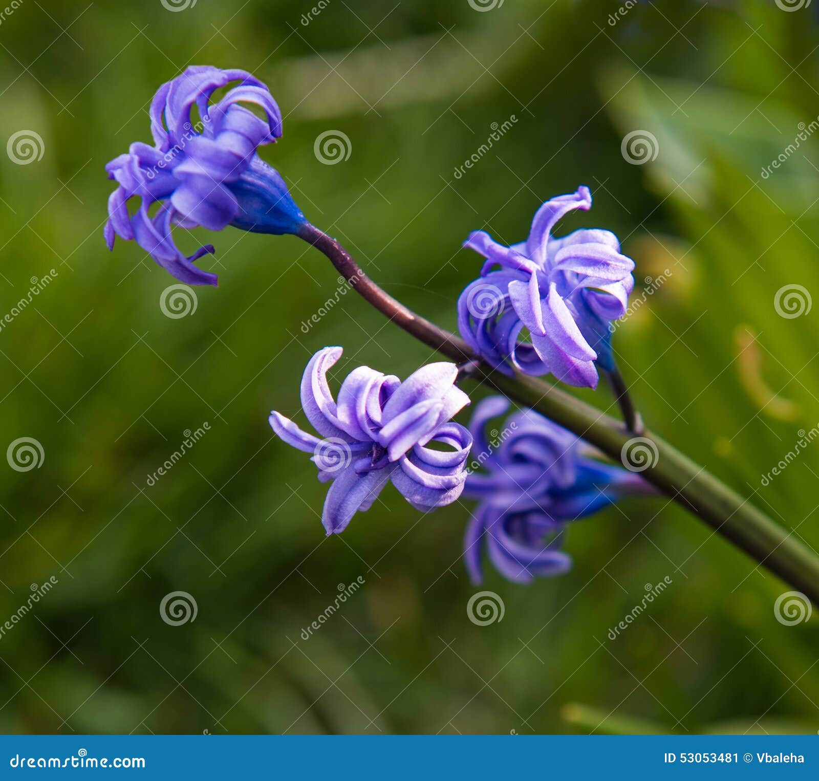 Beautiful Small Blue Flowers Stock Image - Image of blue, beauty: 53053481
