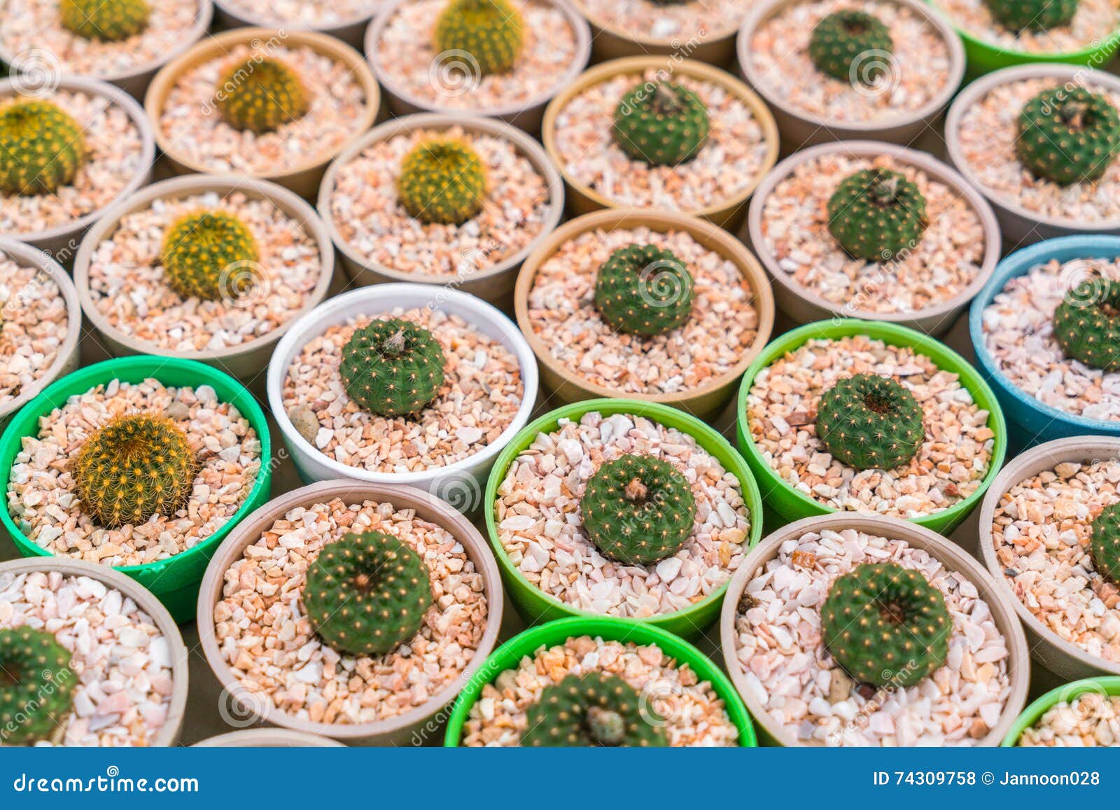 Beautiful Small Cactus Field . Stock Photo - Image of lots, long: 74309758