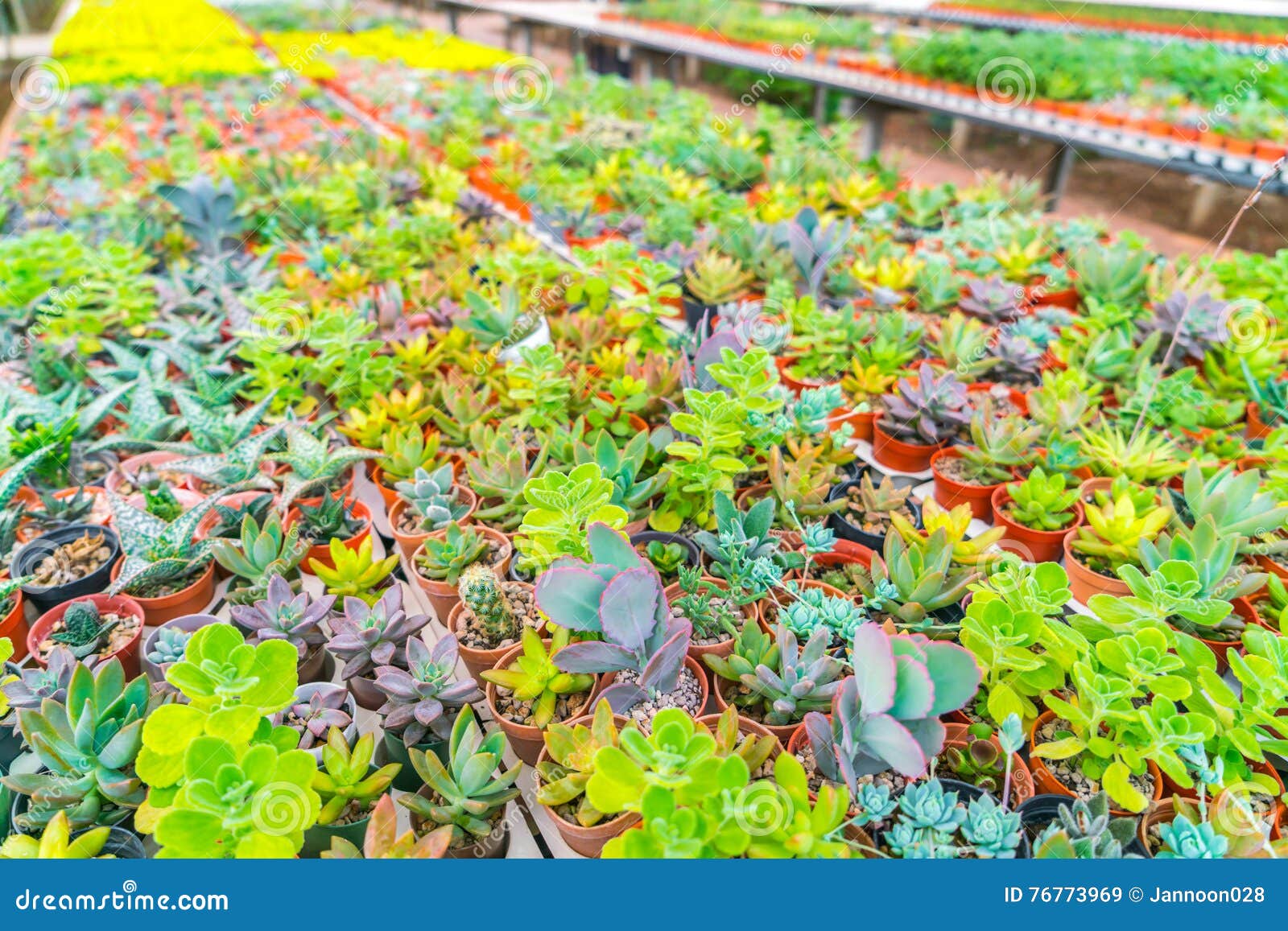 Beautiful Small Cactus Field . Stock Image - Image of natural, desert ...