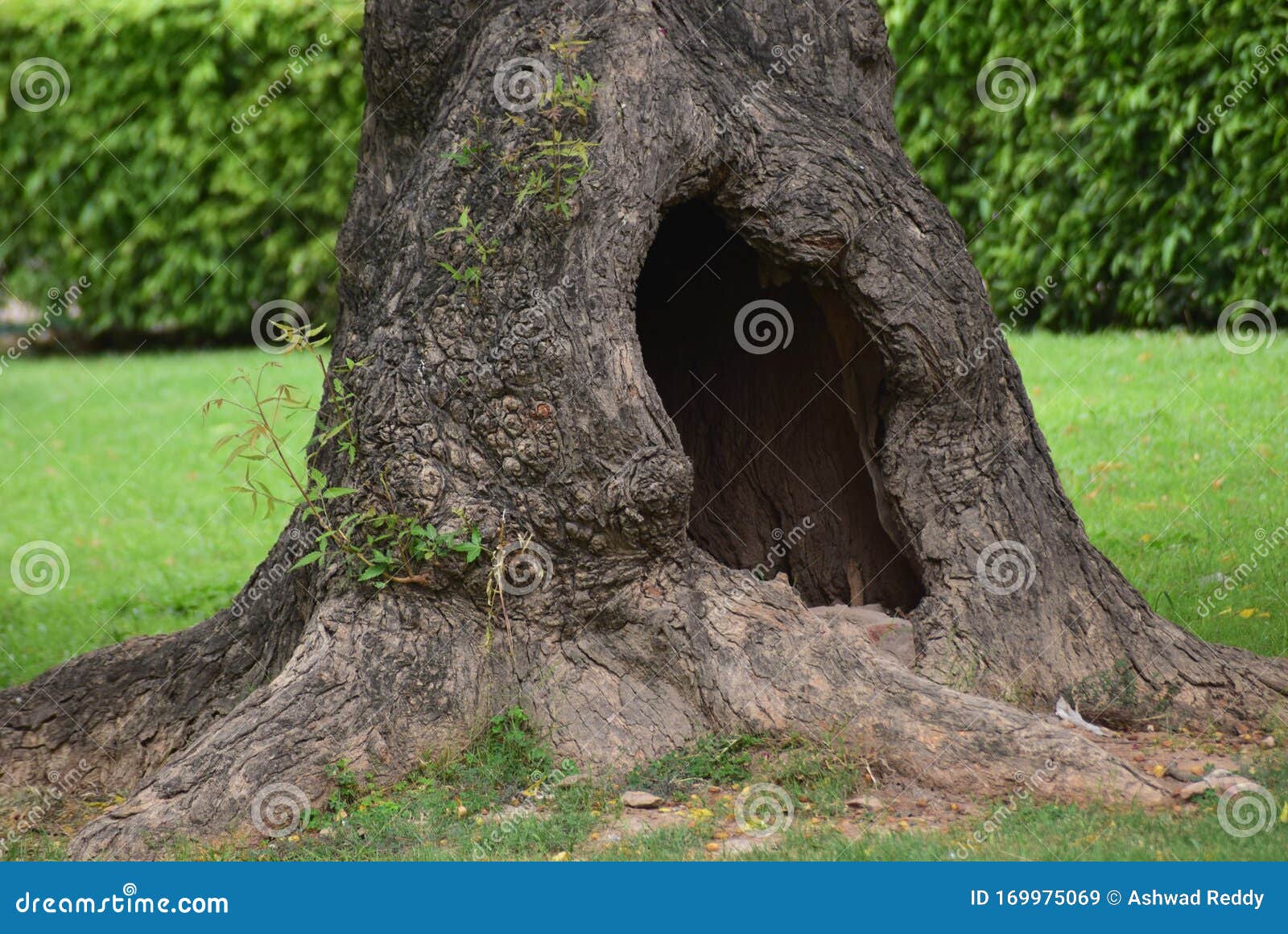 Beautiful Small Cave in a Trunk of a Tree Stock Image - Image of trunk ...