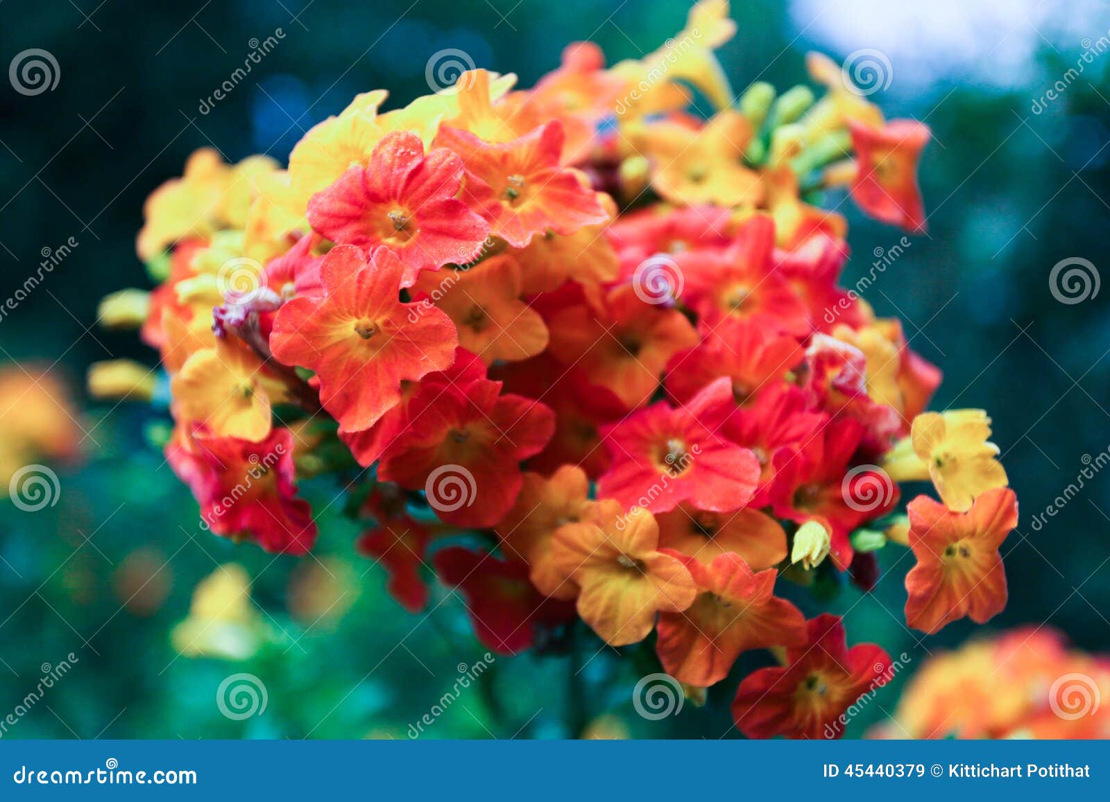 Beautiful Small Colourful Flowers Stock Image - Image of flowers ...