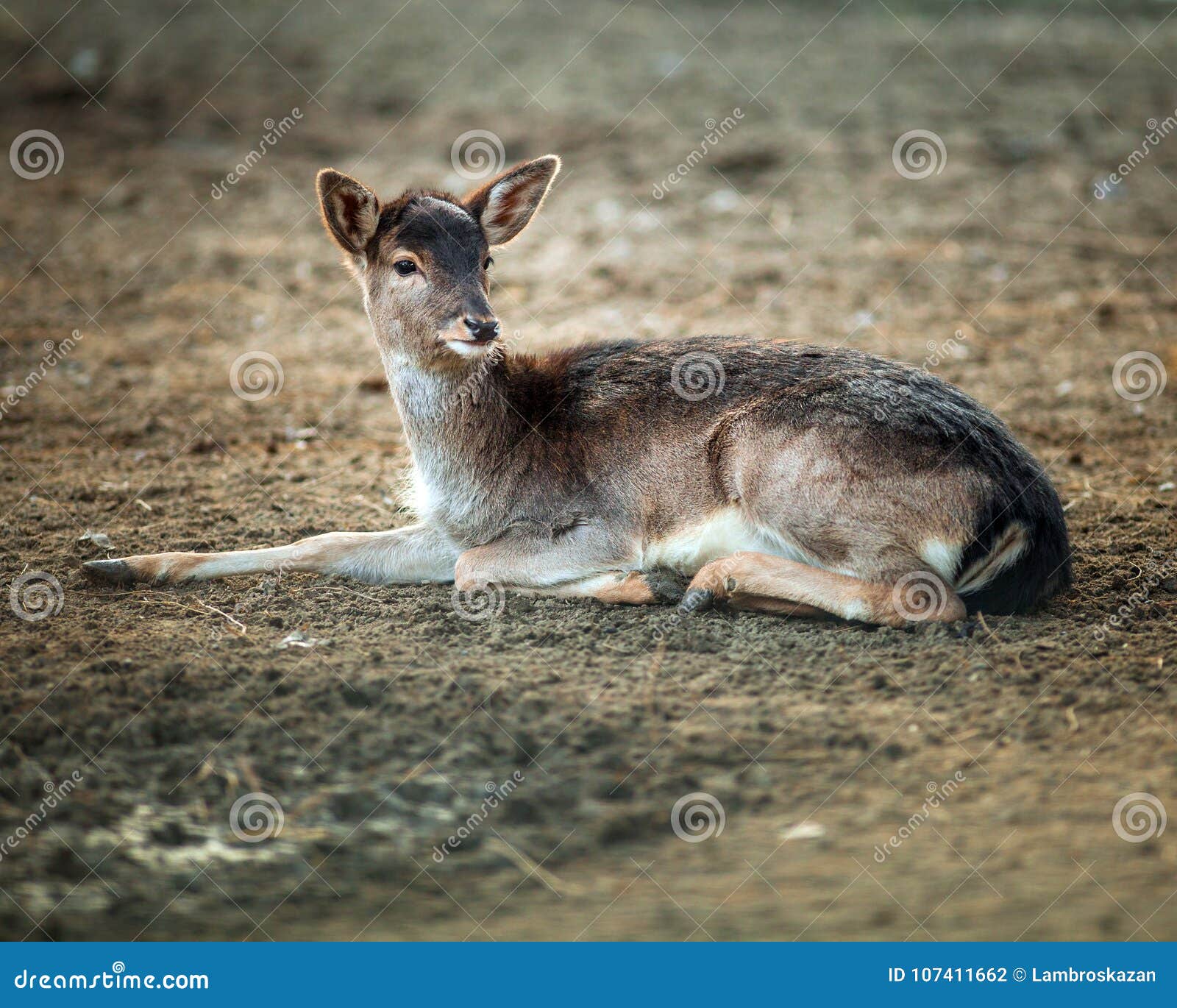 Beautiful Small Deer Resting on the Ground Stock Photo - Image of cute ...