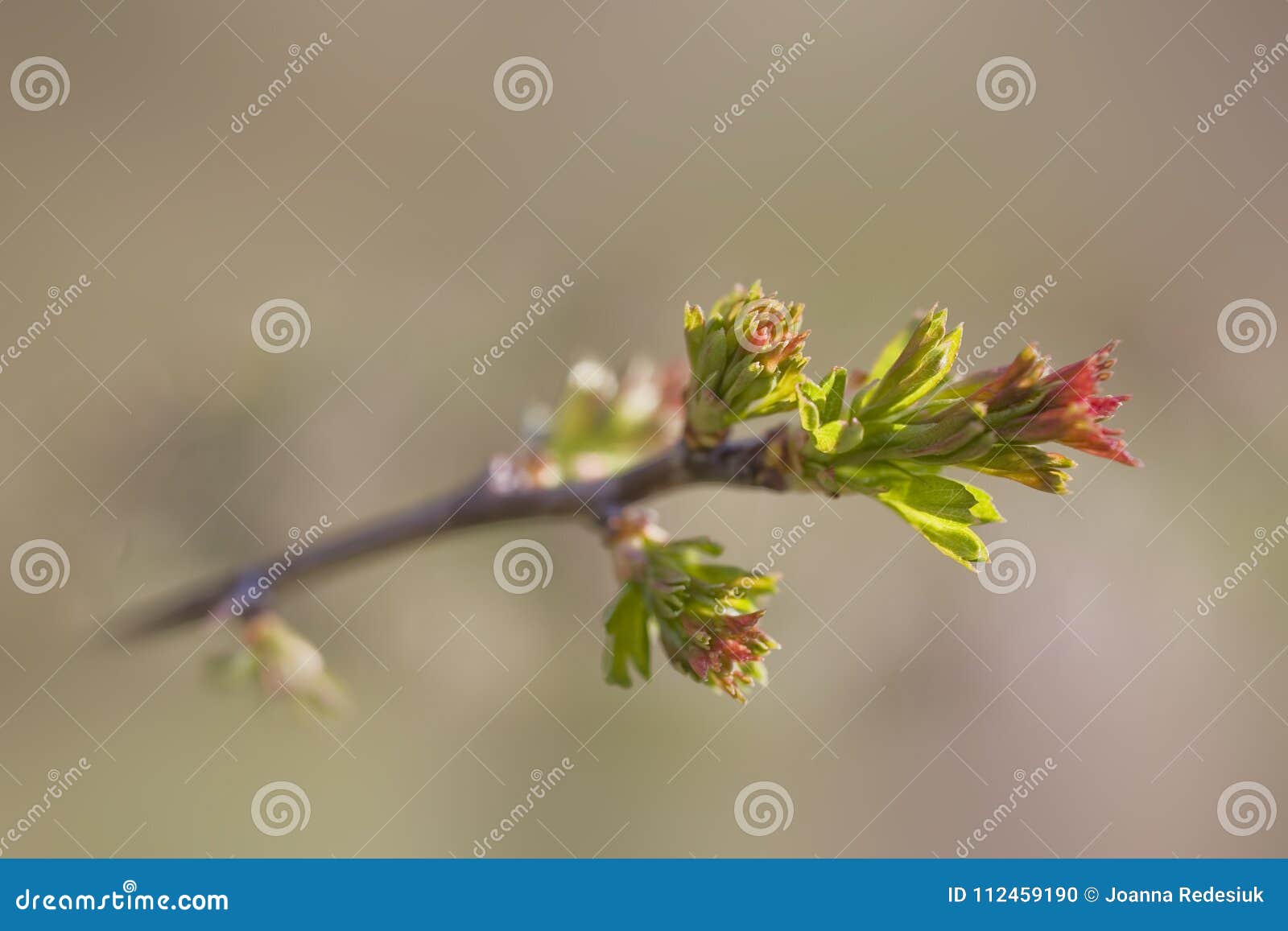 A L Small Delicate First Spring Bud on a Tree Branch Stock Photo ...