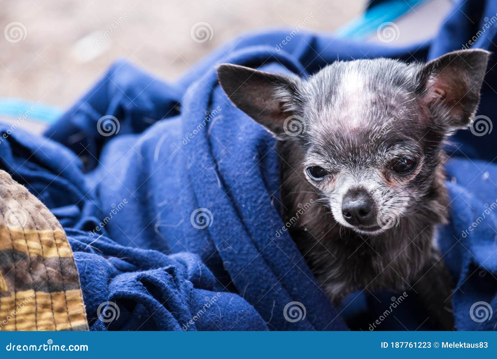 Beautiful Small Dog Under the Covers Stock Image - Image of animals ...