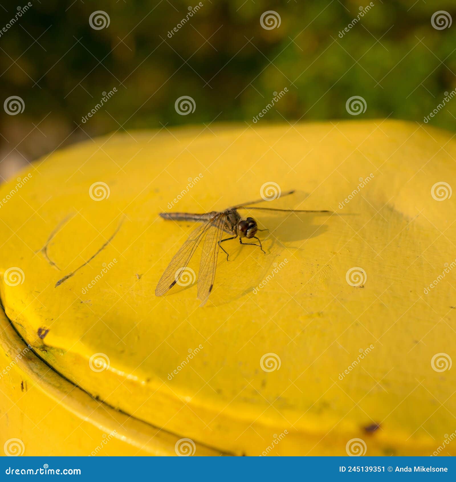 Beautiful Small Dragonfly on a Yellow Background Stock Image - Image of ...