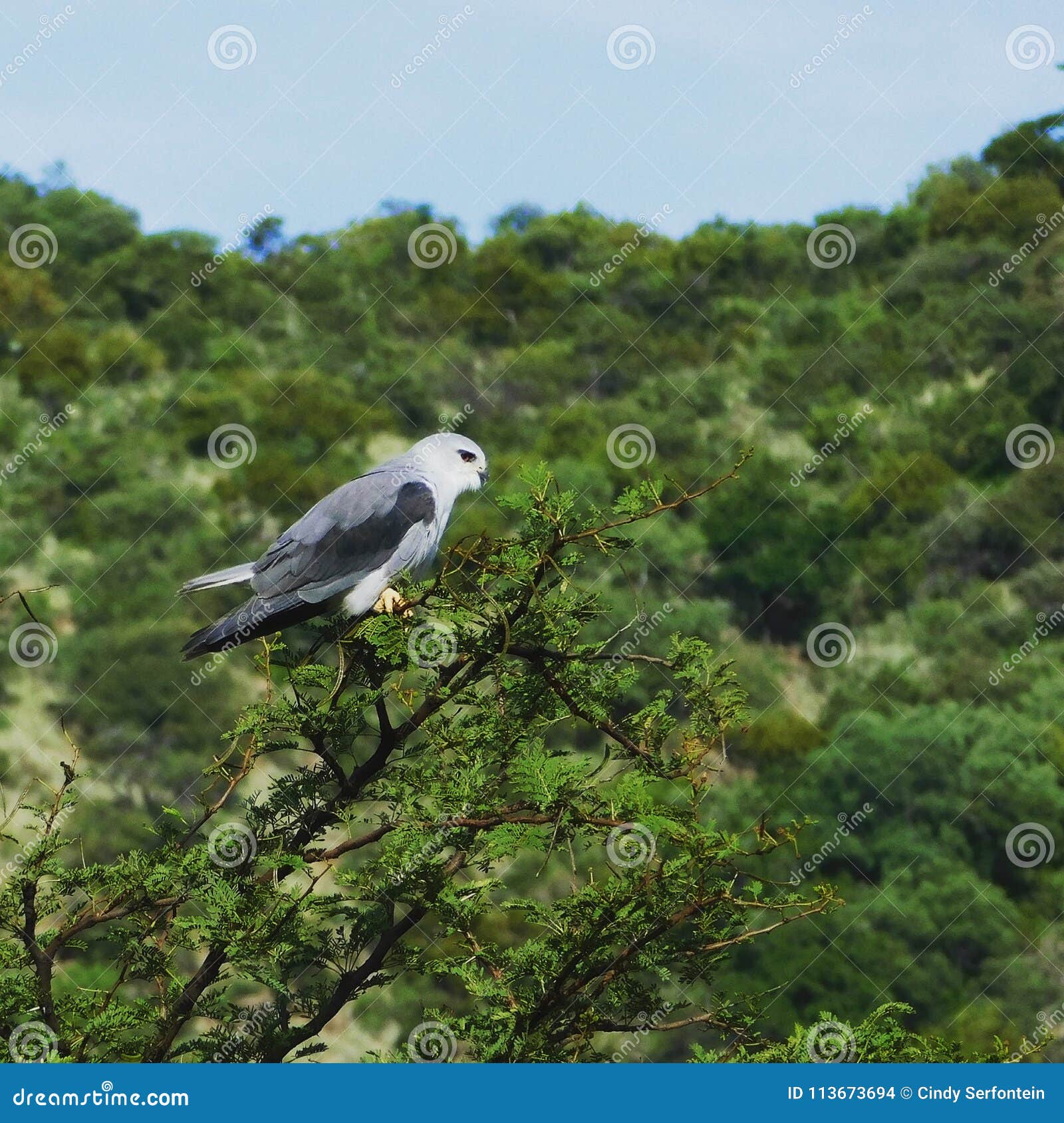 Falcon stock photo. Image of beautiful, africa, bird - 113673694