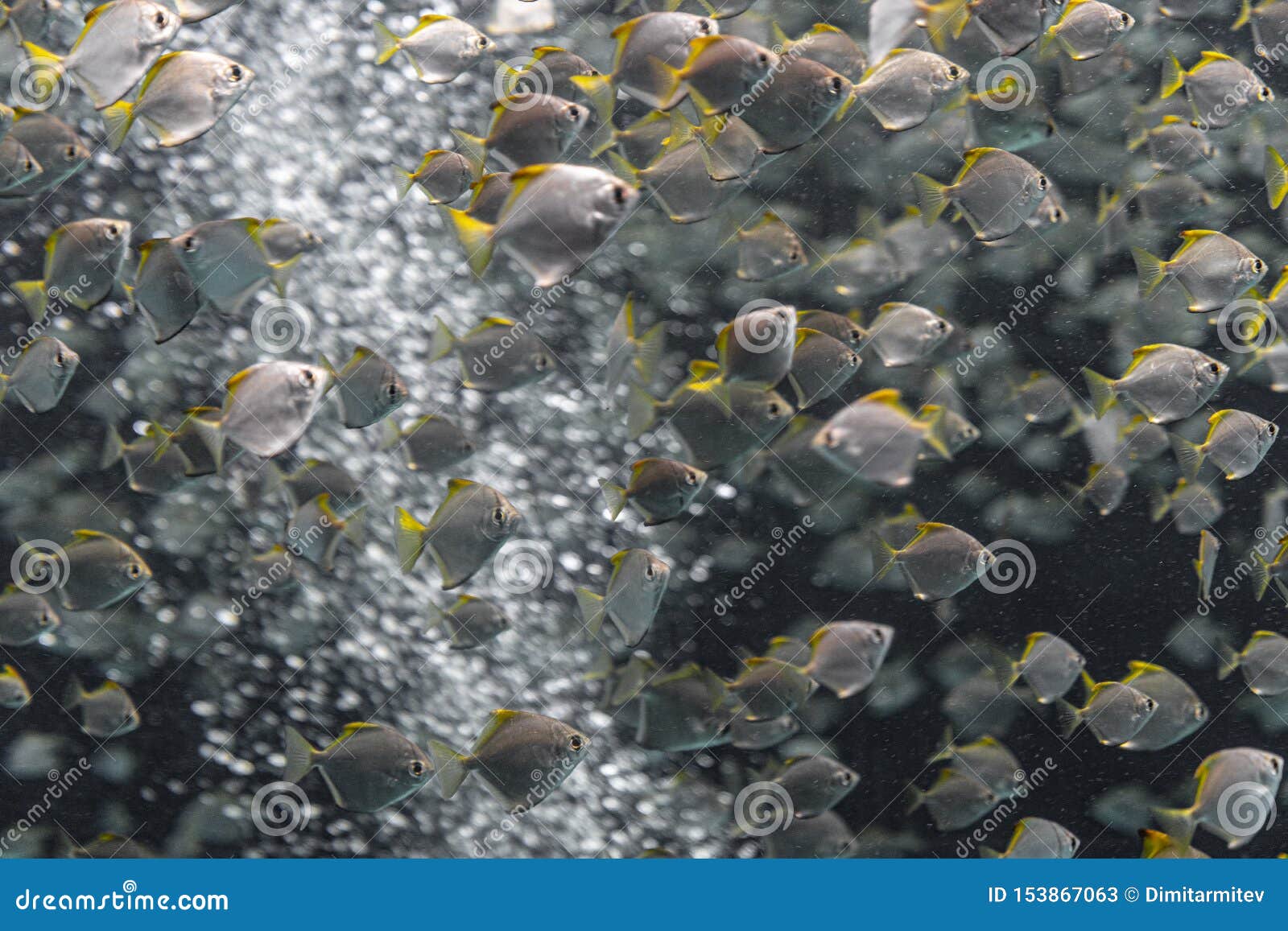Beautiful Small Fishes in the Water Stock Image - Image of ocean, aqua ...