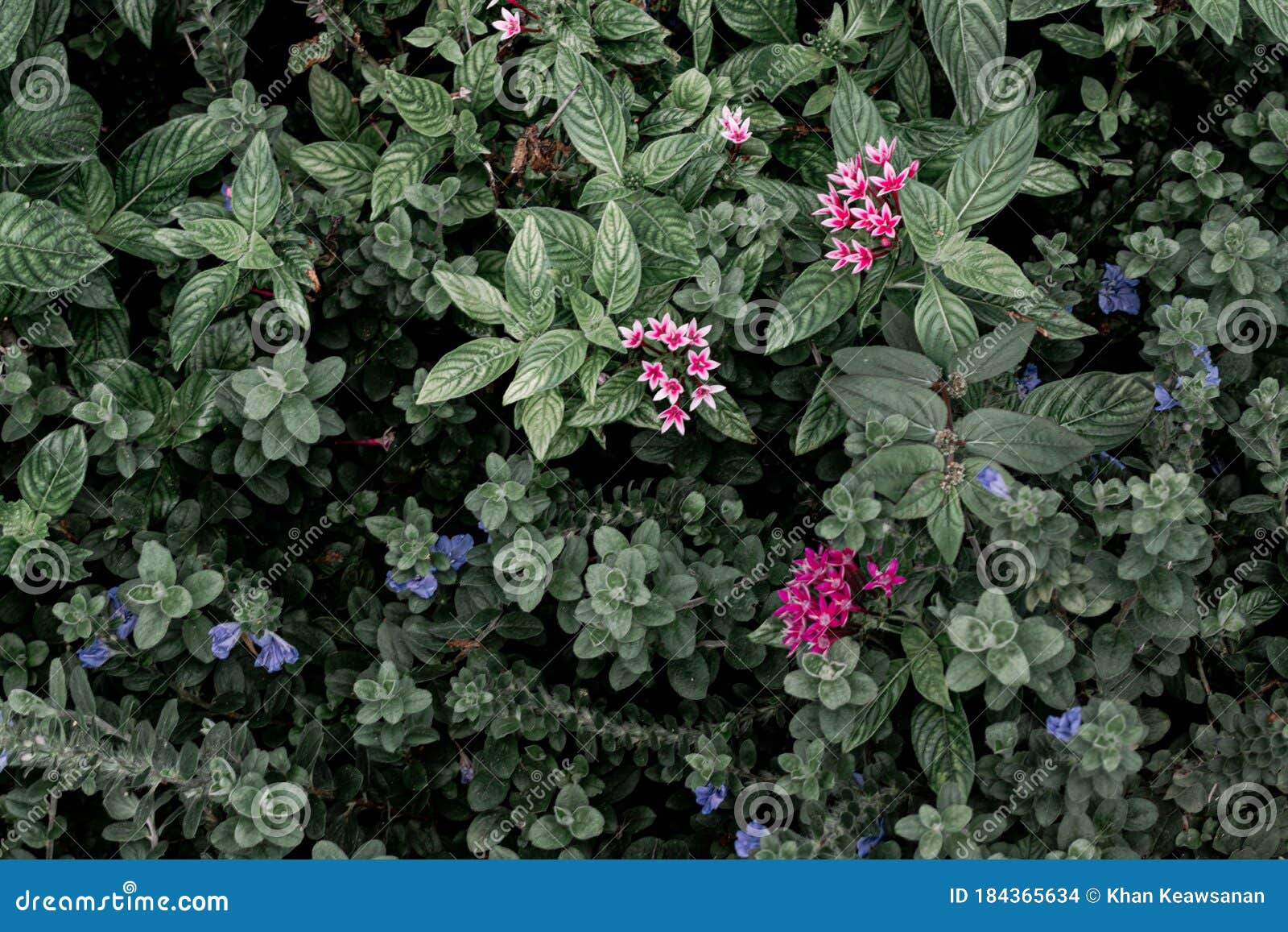 Beautiful Small Flower Blooming Stock Photo - Image of garden, little ...