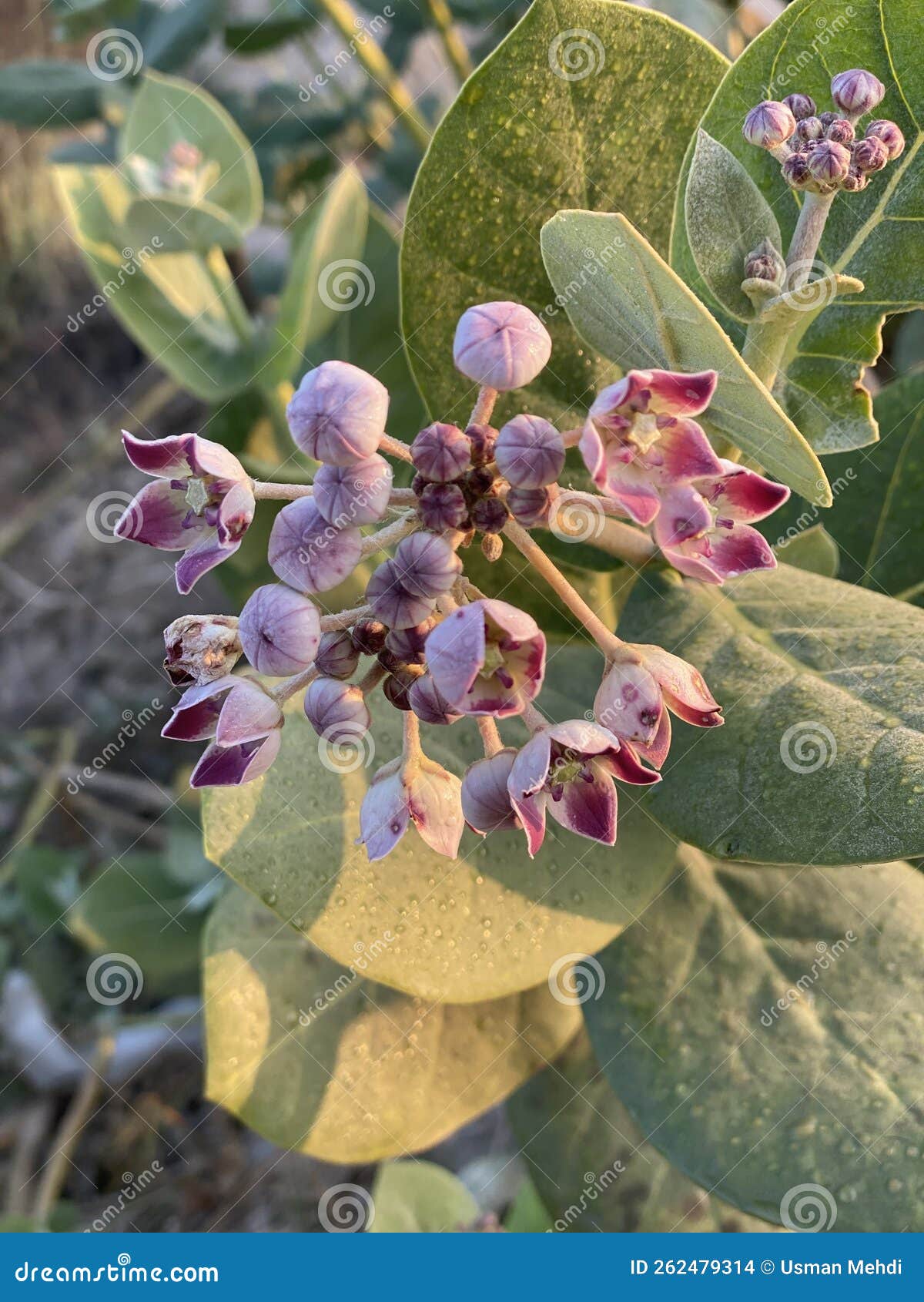 Beautiful Small Flowers with Leaf Stock Photo - Image of garden ...