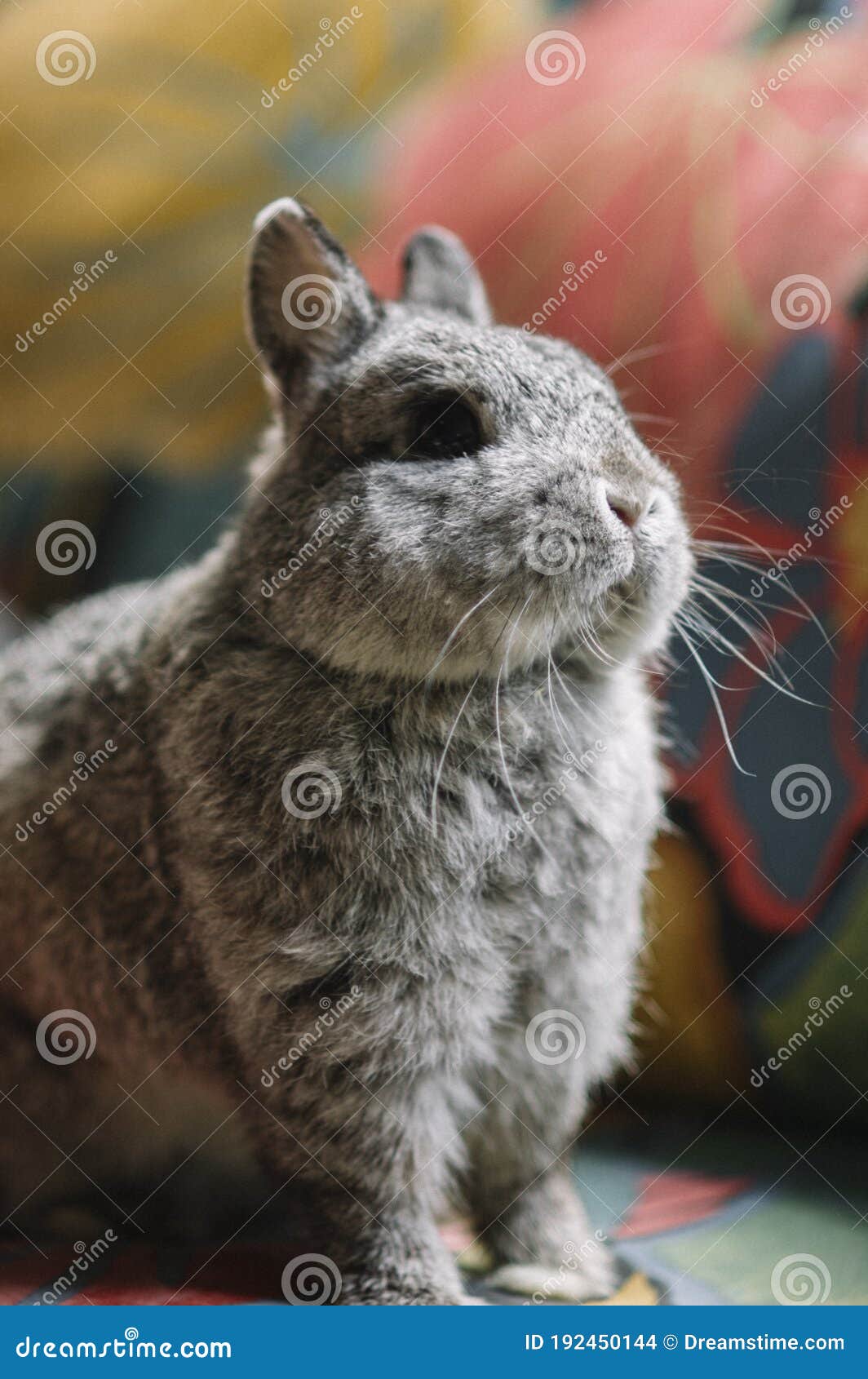 Beautiful Small Gray Rabbit Named Olivia Stock Photo - Image of small ...