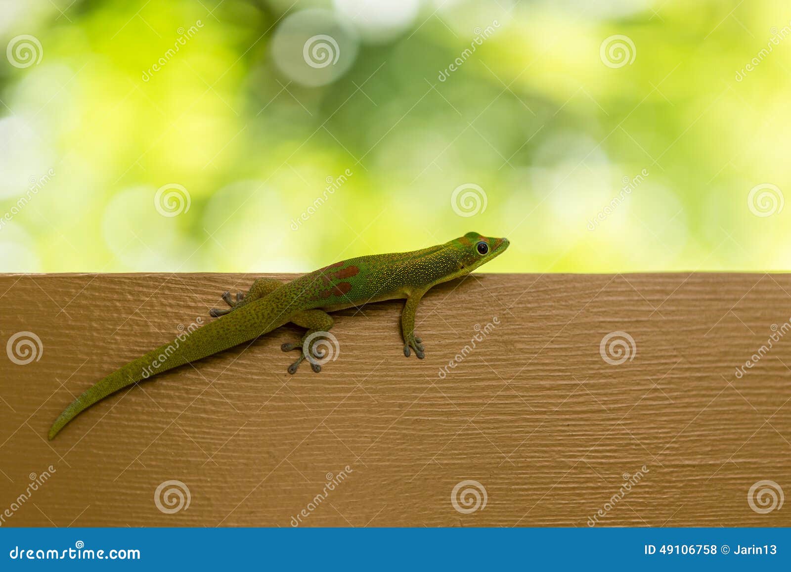 Beautiful Small Green Lizard on Brown Desk Stock Photo - Image of ...