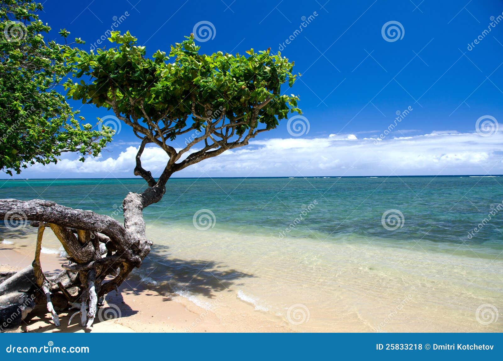 Beautiful Small Heliotrope Tree at Anini Beach Stock Photo - Image of ...