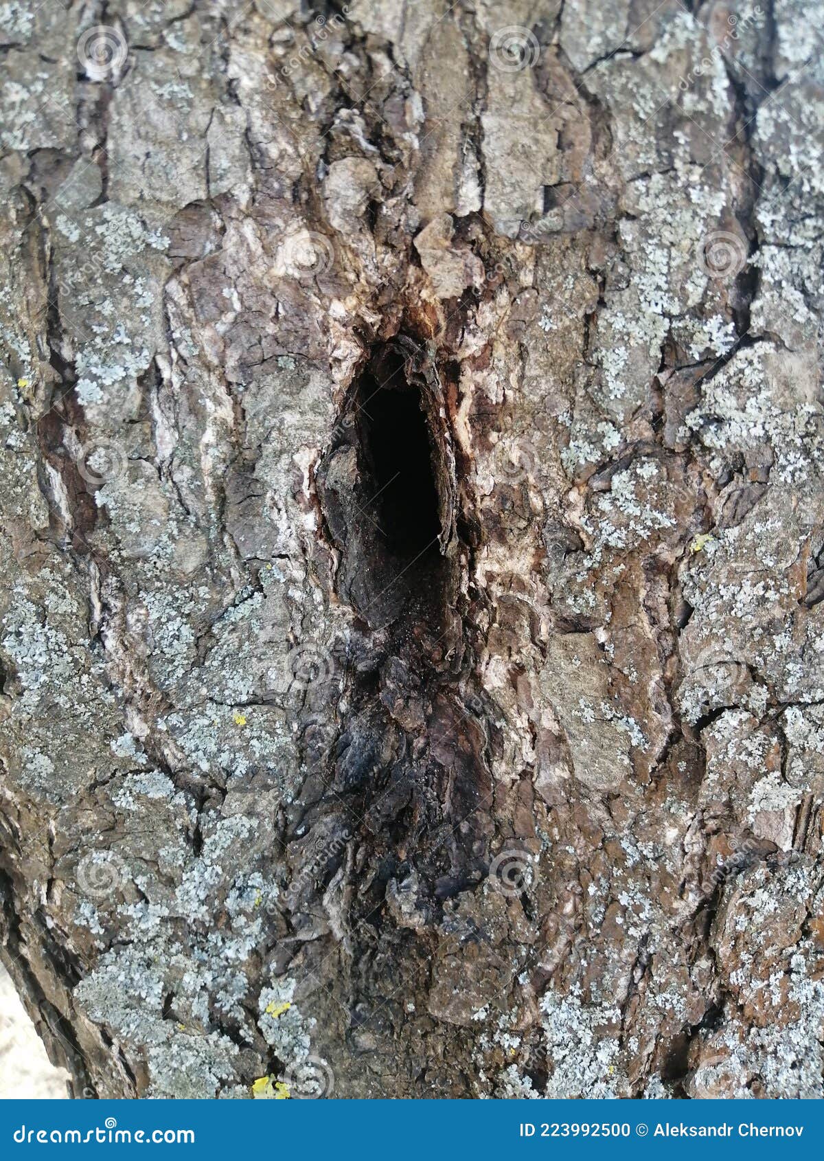 A Beautiful, Small Hollow in a Tree Stock Photo - Image of flower ...