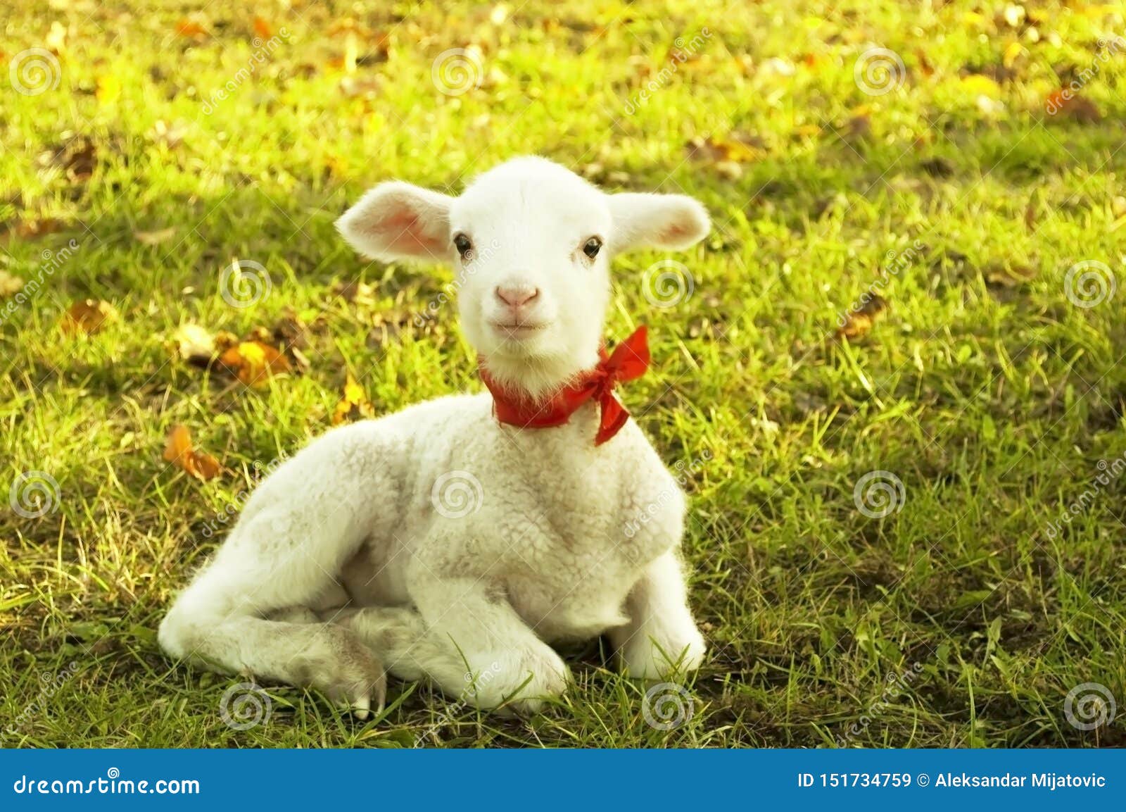 Beautiful small lamb stock image. Image of fluffy, mammal - 151734759