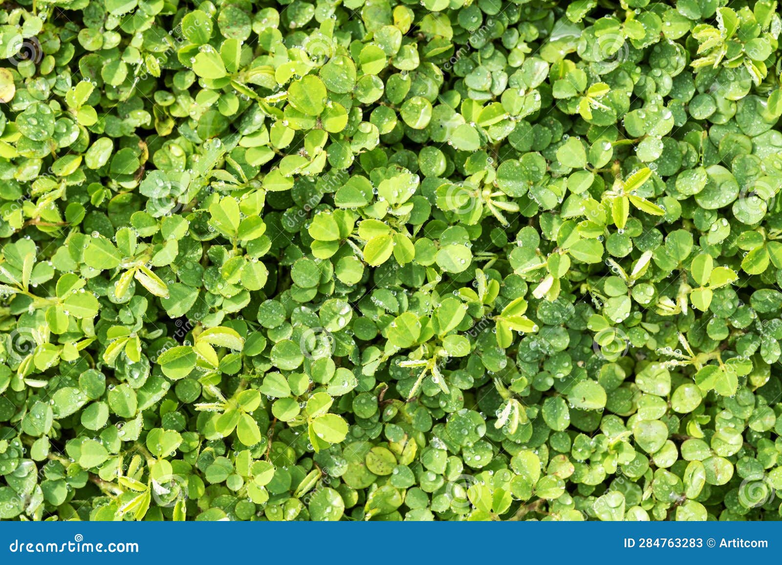 Beautiful Small Leaf Plant Green Grass Background Stock Image - Image ...