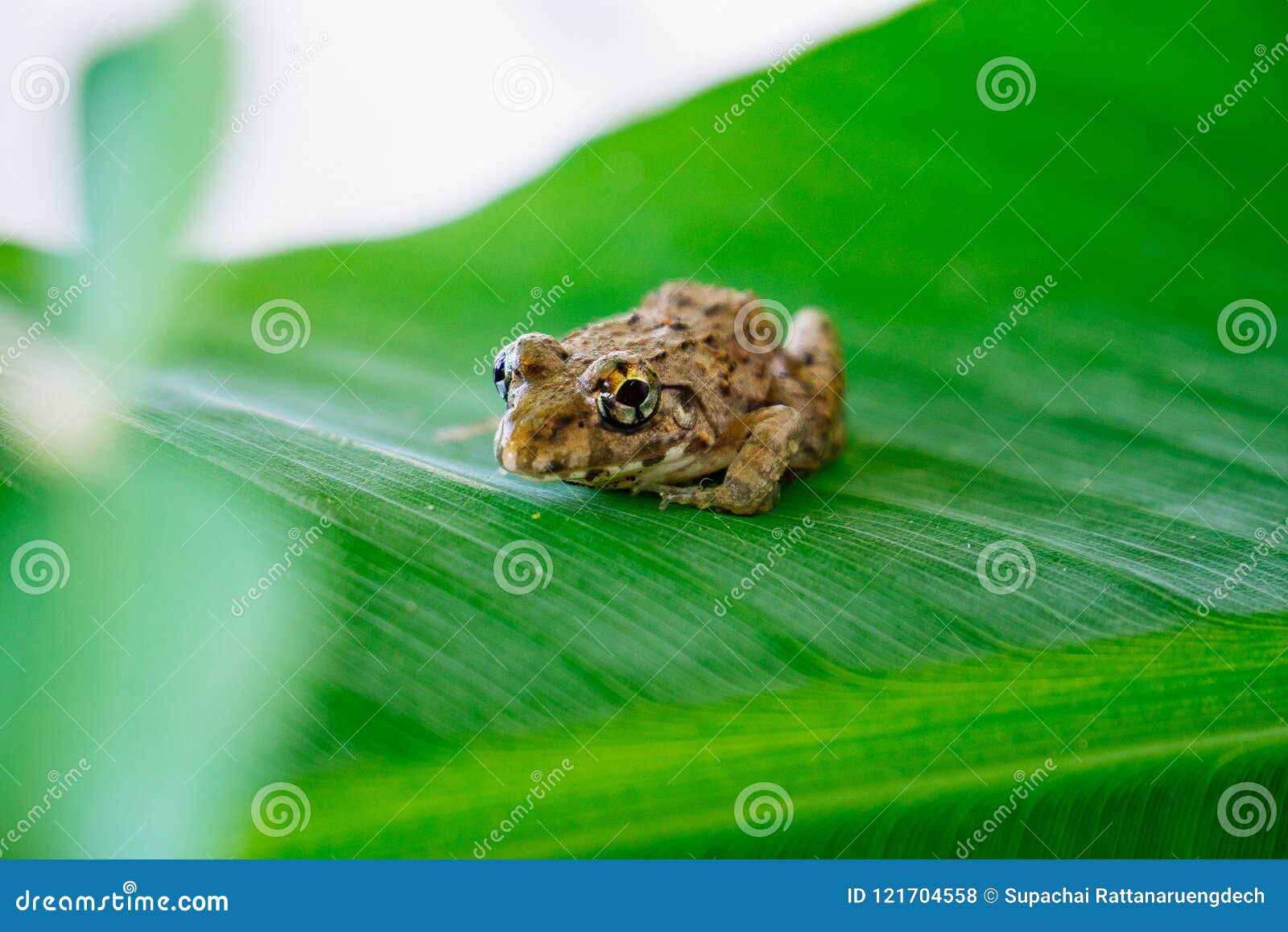 Baby frog stock photo. Image of nature, scale, care - 121704558