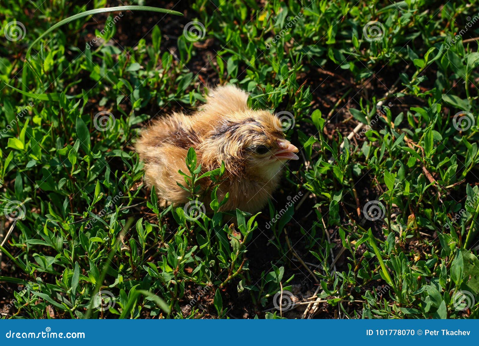 Beautiful Small Chick in the Green Grass Stock Photo - Image of ...