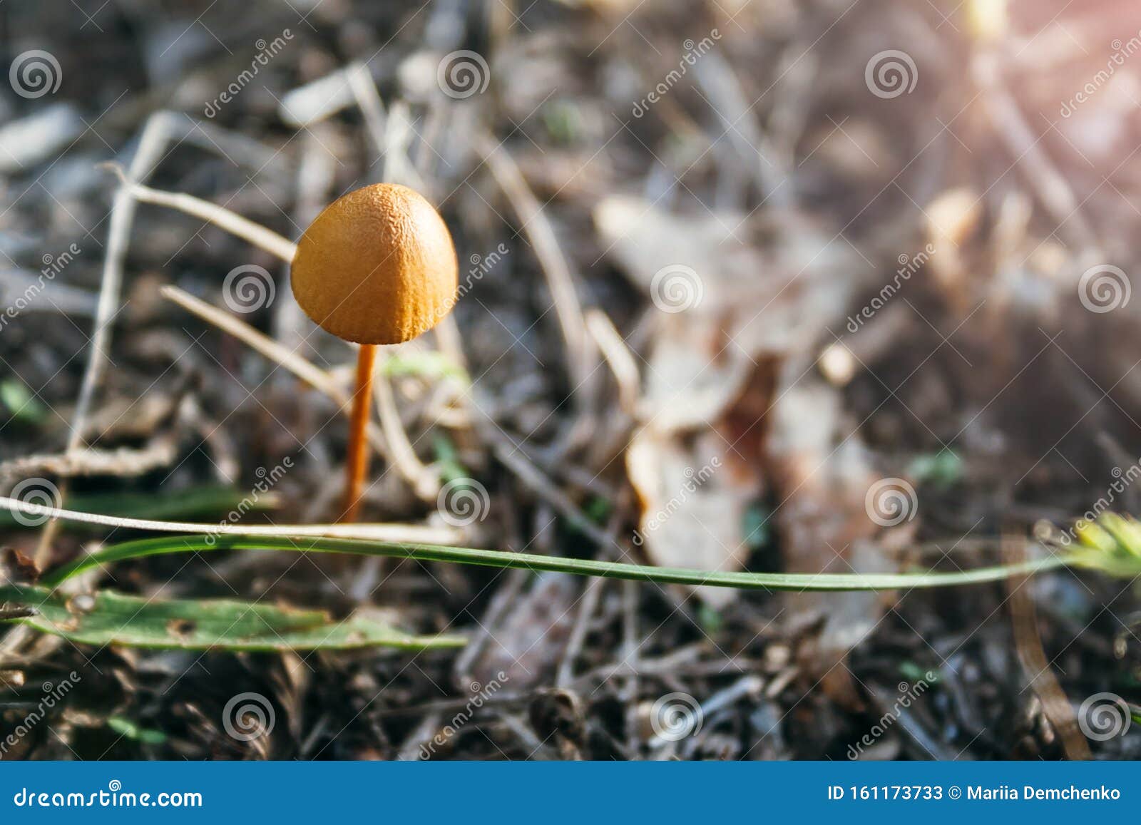 A Beautiful Small Orange Toadstool among Dried Branches, Foliage, Mowed ...
