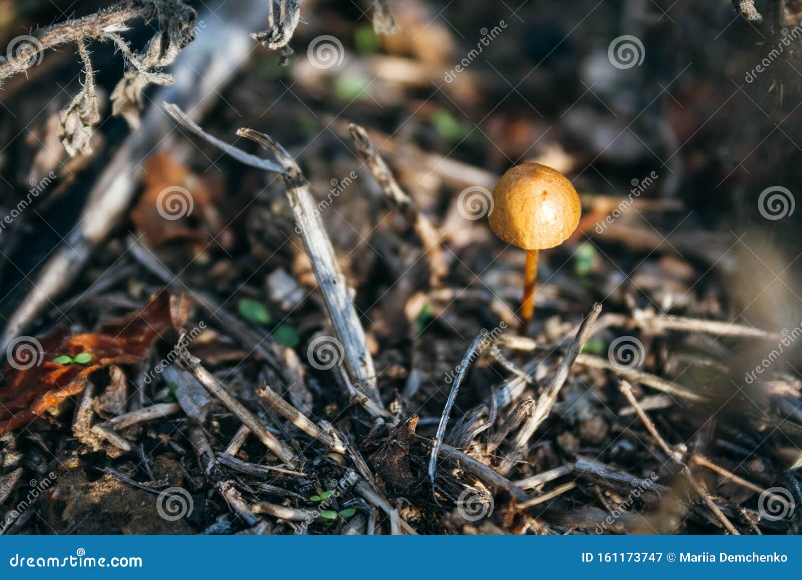 A Beautiful Small Orange Toadstool among Dried Branches, Foliage, Mowed ...