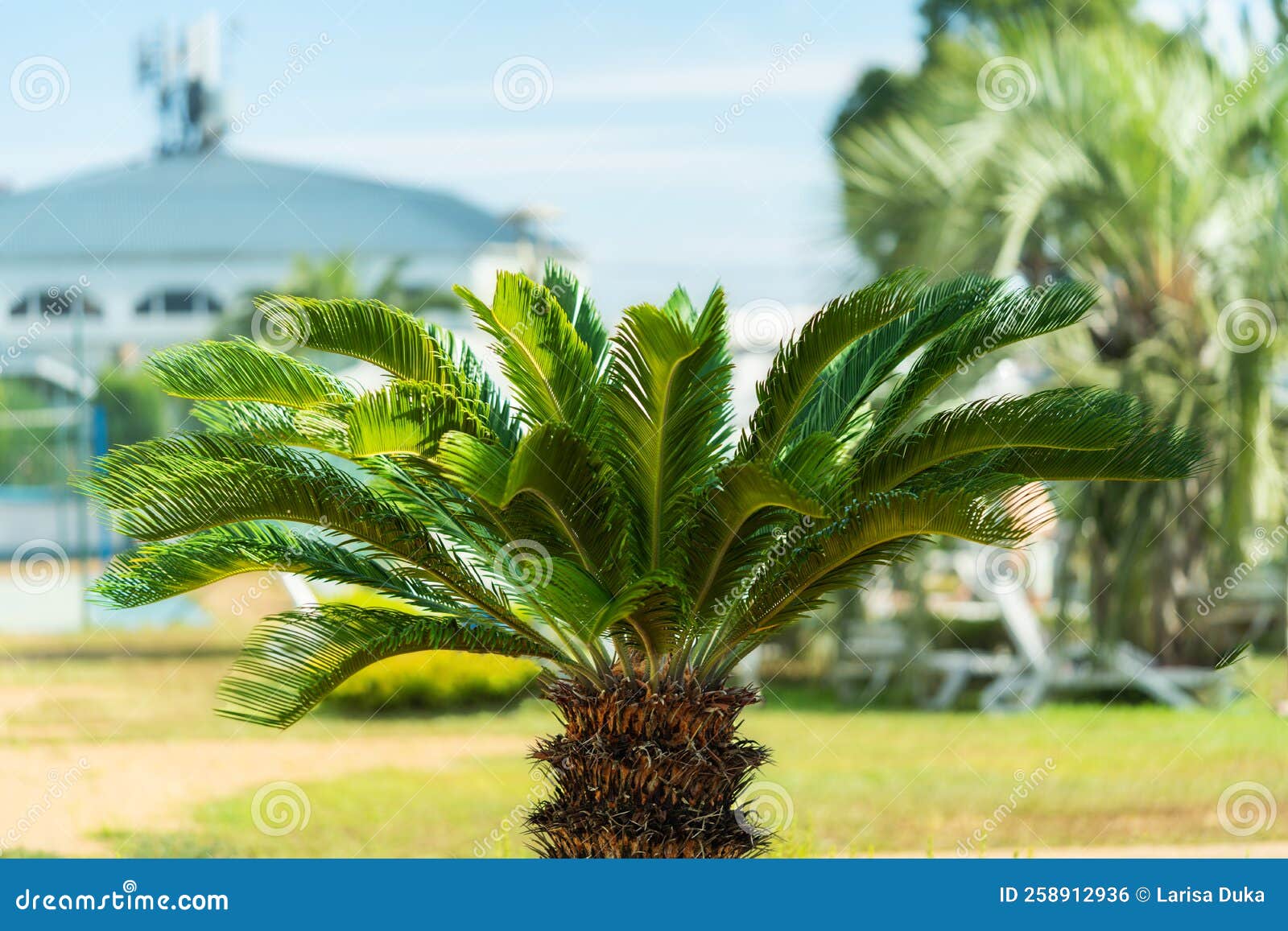 Beautiful Small Palm Tree on the Seashore Stock Photo - Image of tree ...