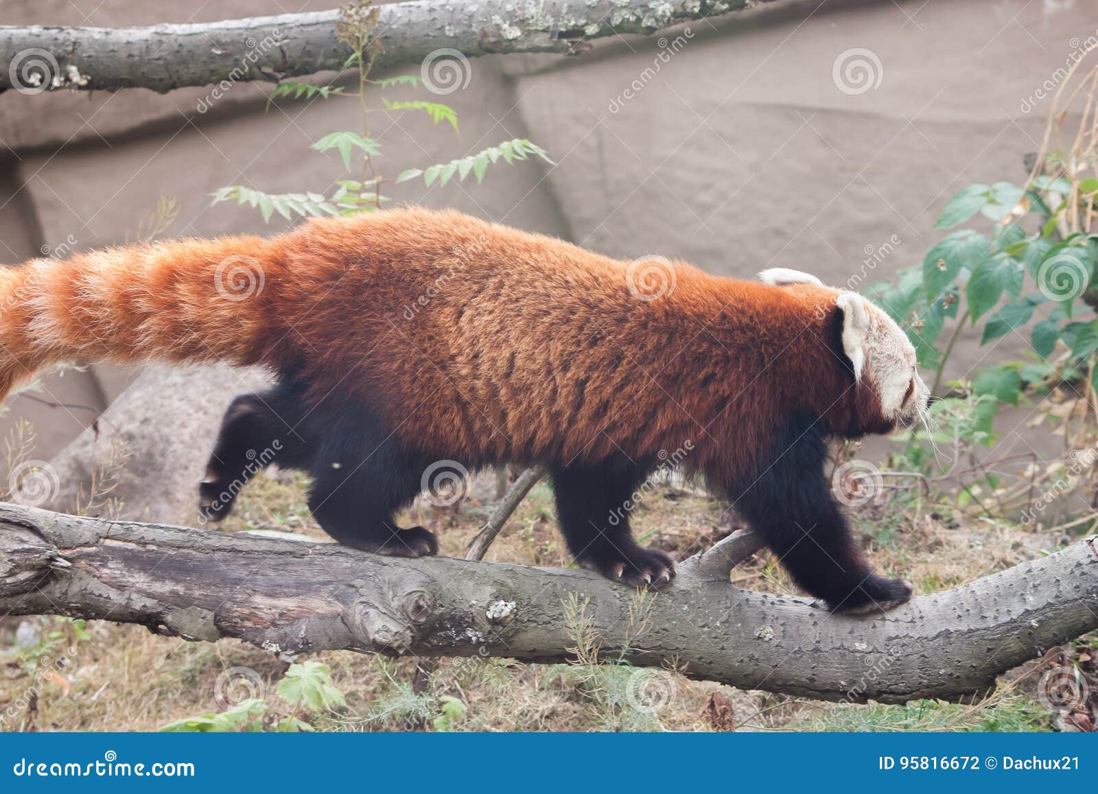 A Beautiful Small Panda in the Zoo Stock Photo - Image of asia, panda ...