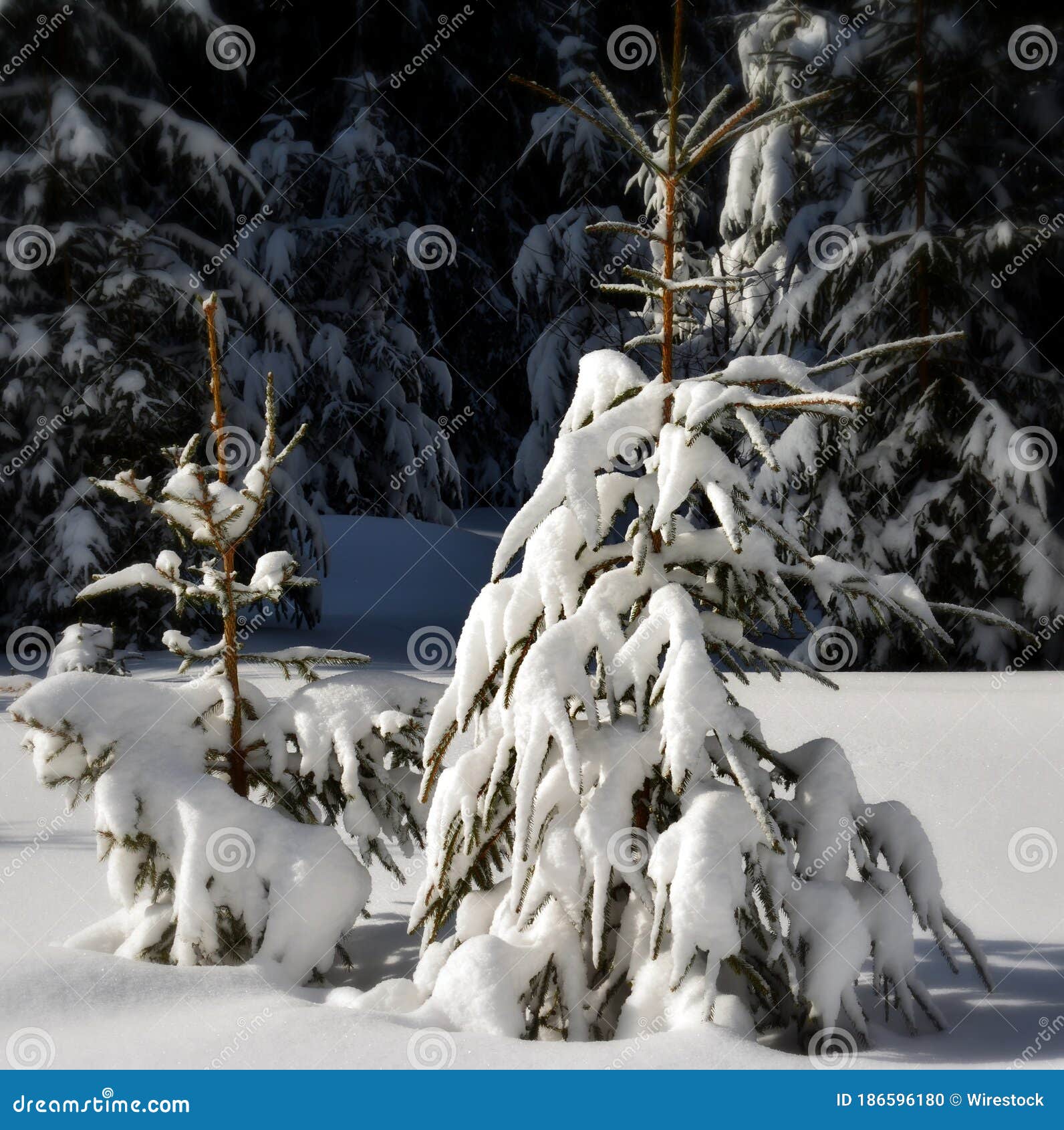 Beautiful Small Pine Trees Covered in Snow on a Snow-covered Field with ...