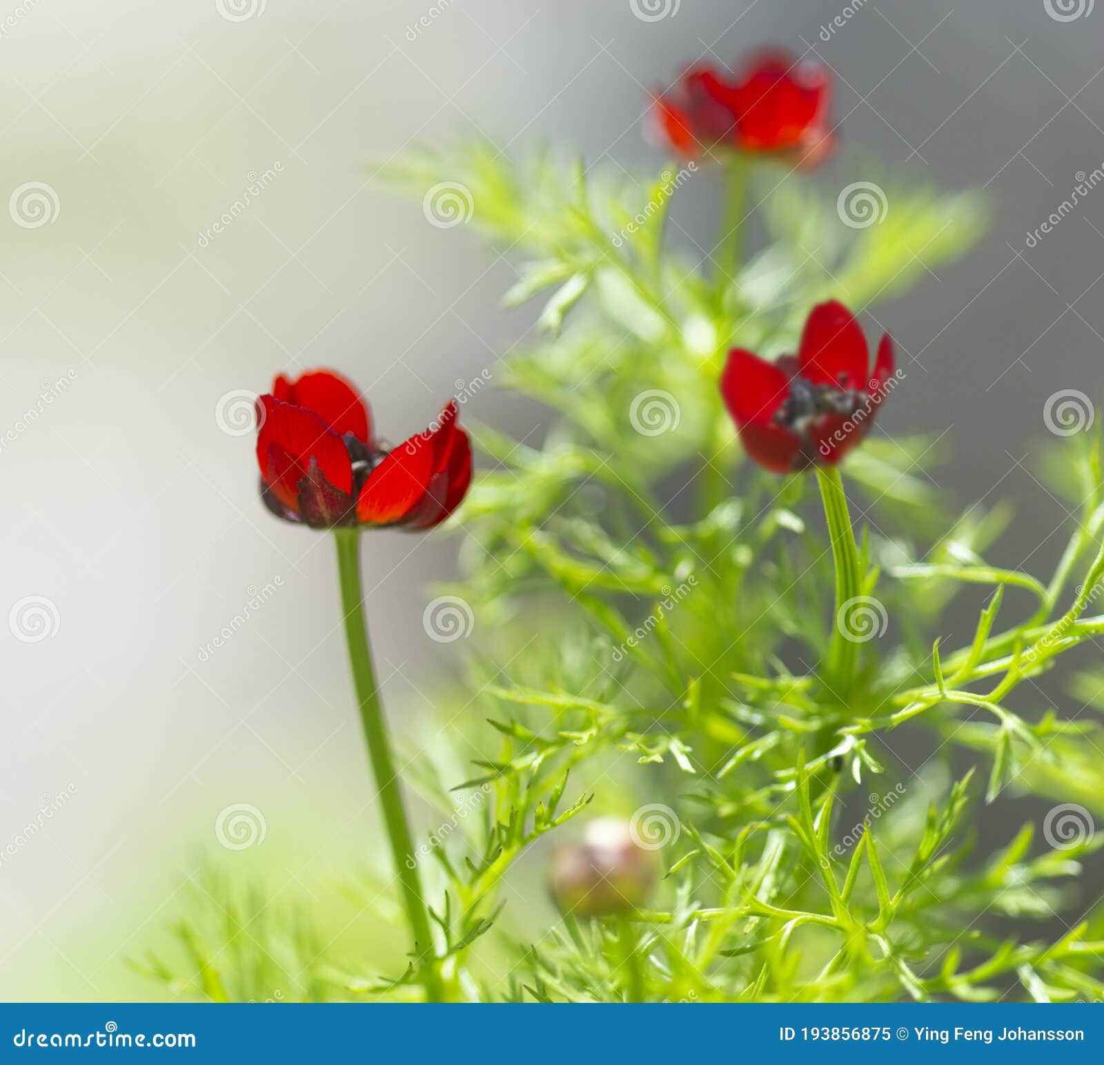 A Beautiful Small Flower On A Green Background Stock Photography ...