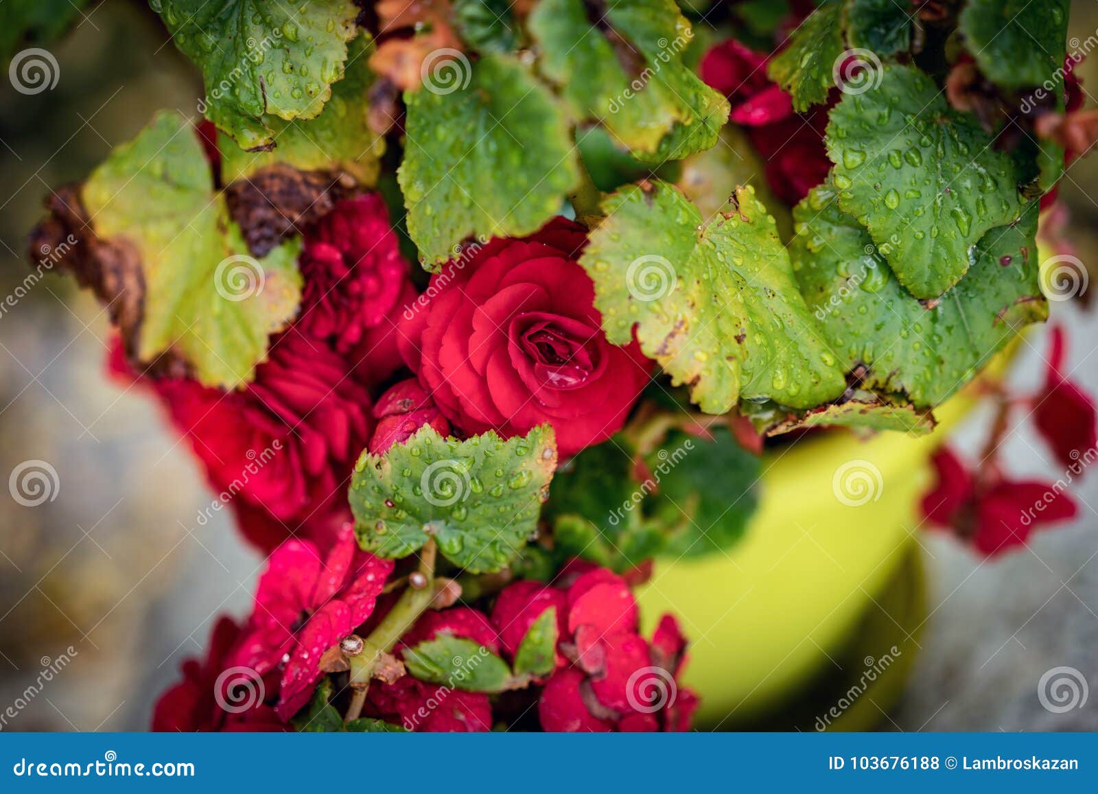 Beautiful Small Red Rose, after Rain, Close Up Stock Photo - Image of ...