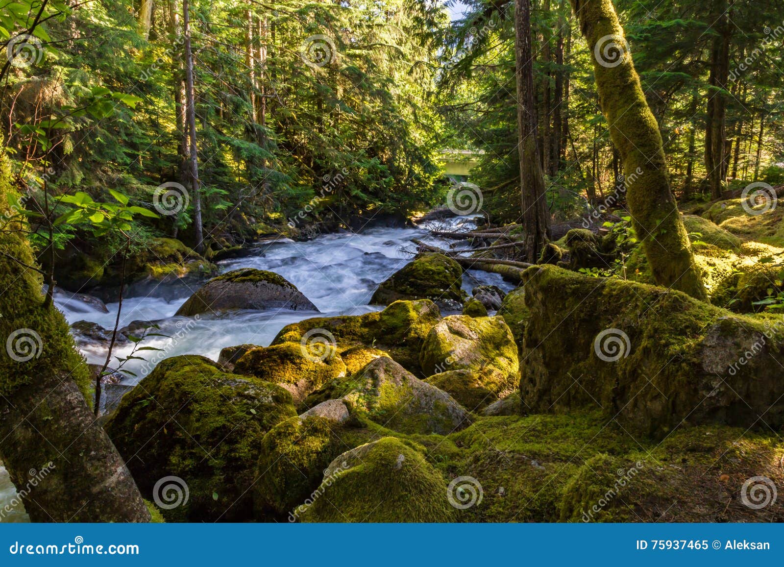 Beautiful Small River in Forest Stock Image - Image of leaf, foliage ...