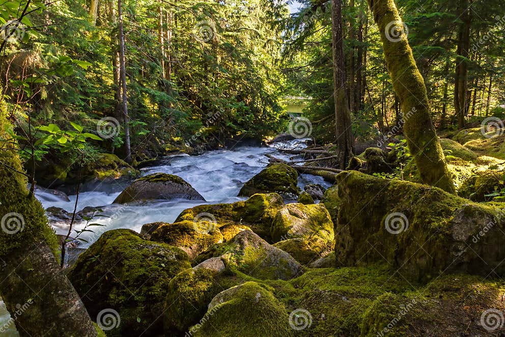 Beautiful Small River in Forest Stock Image - Image of leaf, foliage ...