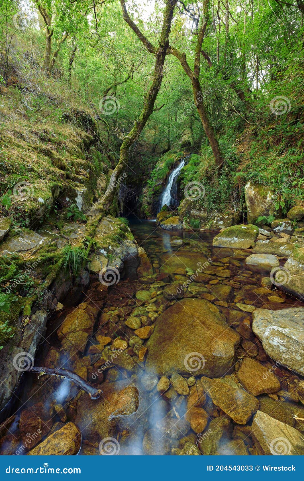 Beautiful and Small River Forming a Small Waterfall between Trees and ...