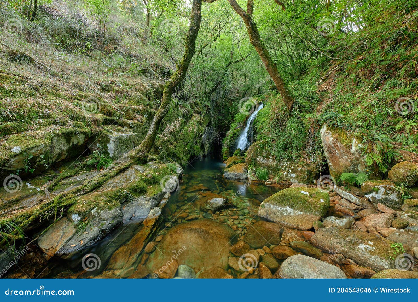 Beautiful and Small River Forming a Small Waterfall between Trees and ...