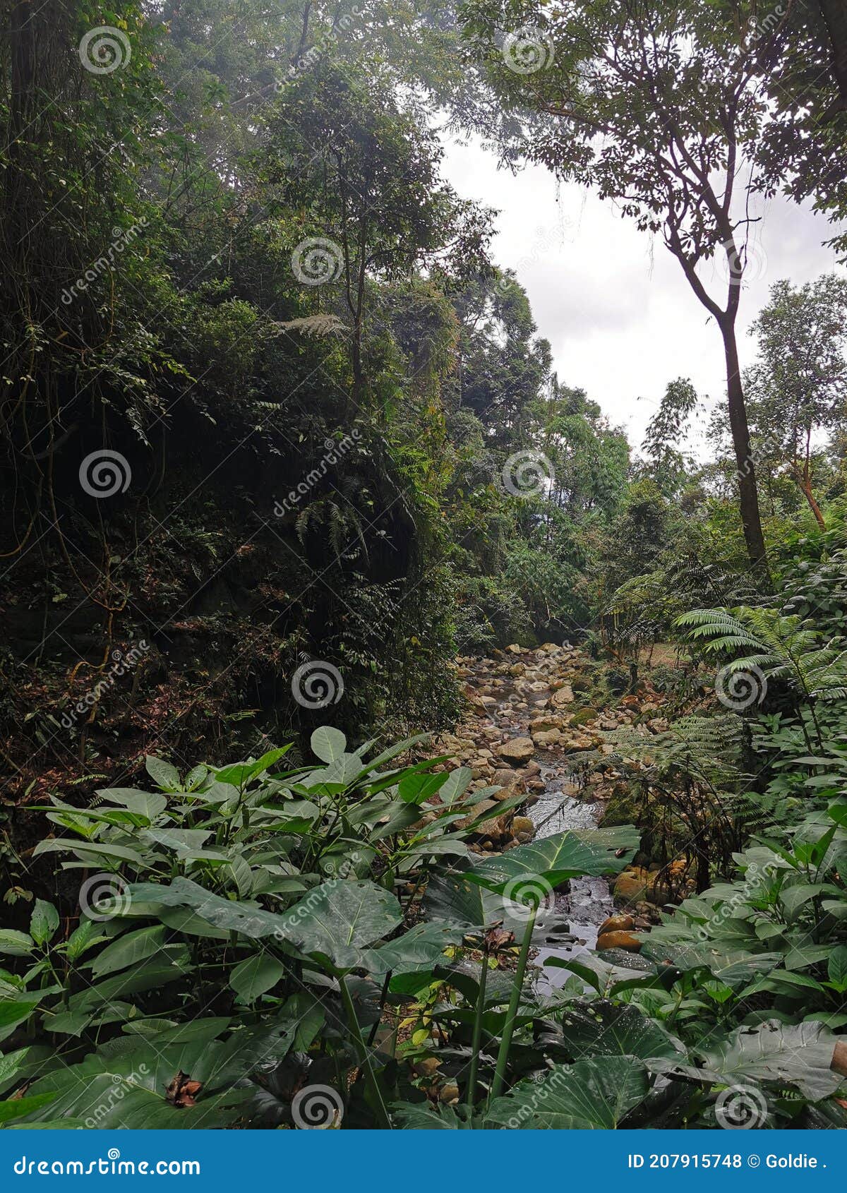 Beautiful Small River Rocks in Tropical Rainforest. Stock Photo - Image ...