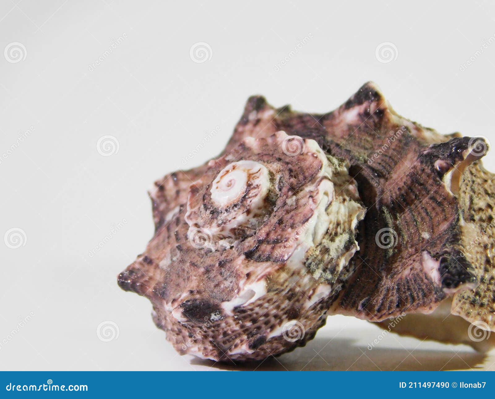 Beautiful small sea shell stock photo. Image of meat - 211497490