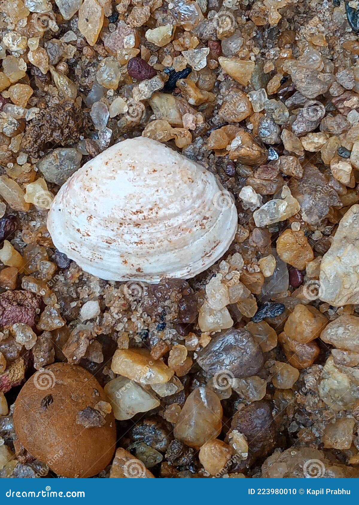 Beautiful small shell stock photo. Image of produce - 223980010