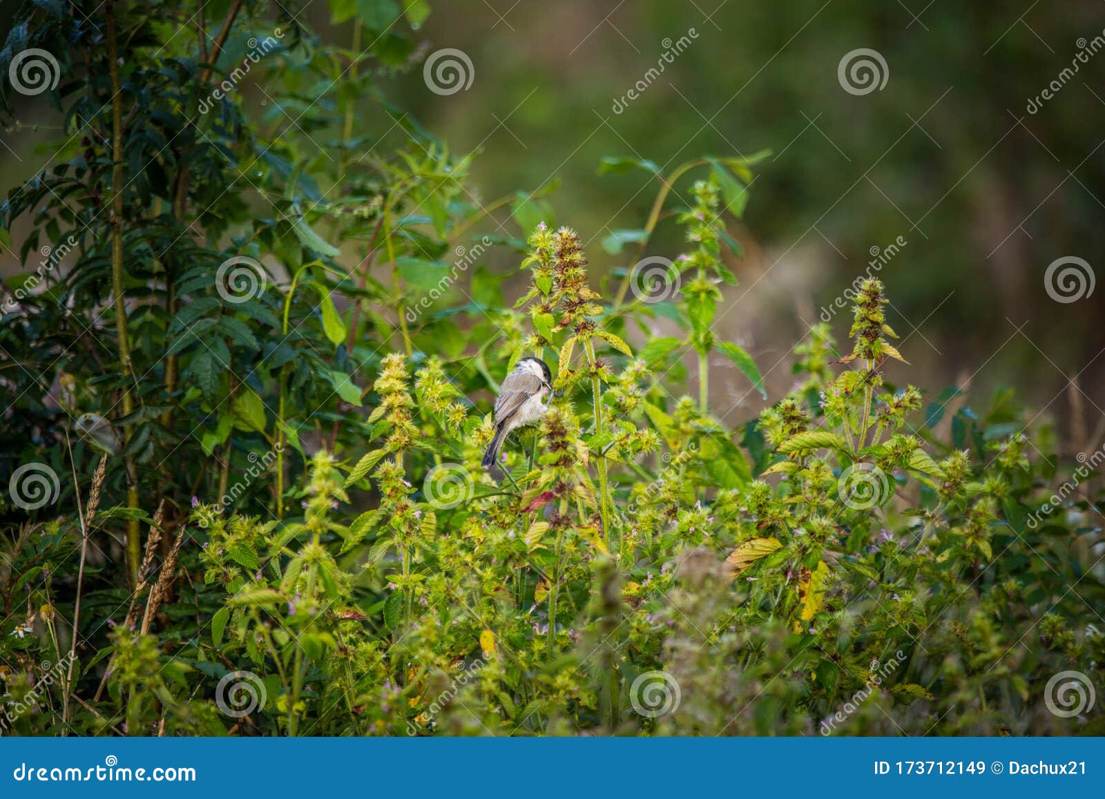 A Beautiful Small Singing Bird Feeding and Singing in the Backyard ...
