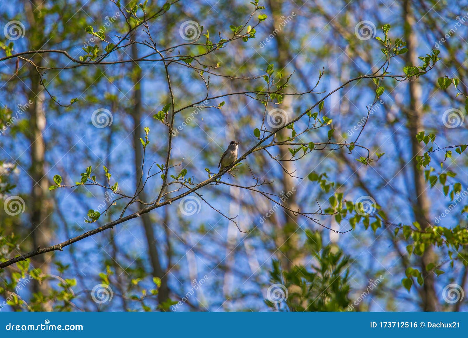 A Beautiful Small Singing Bird Feeding and Singing in the Backyard ...