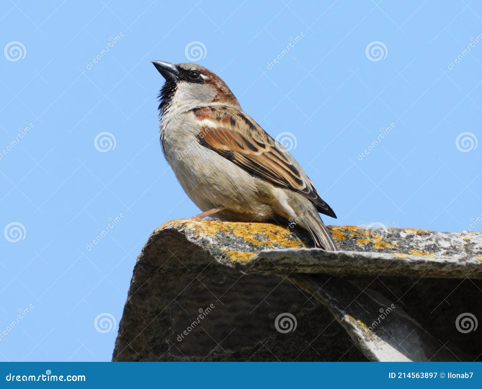 Beautiful and Small Sparrow Stock Image - Image of sparrow, falcon ...
