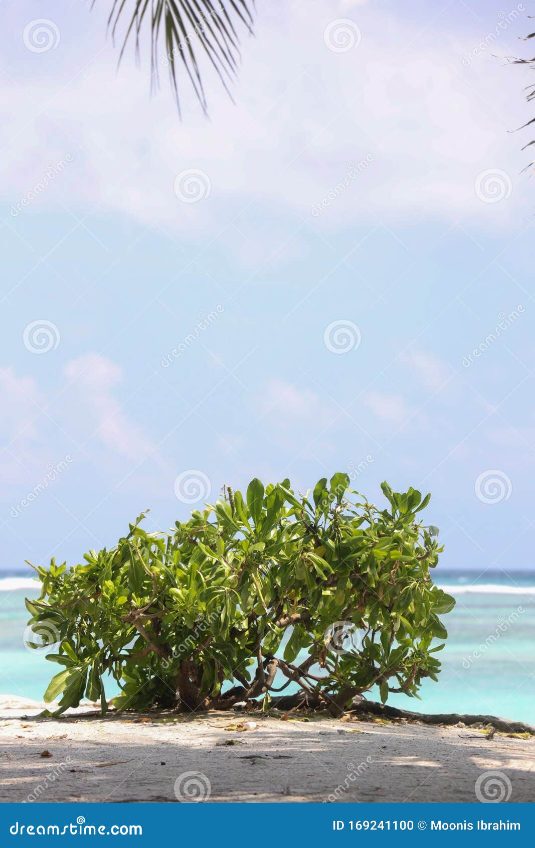 A Beautiful Small Tree Growing at Beach Stock Photo - Image of palms ...