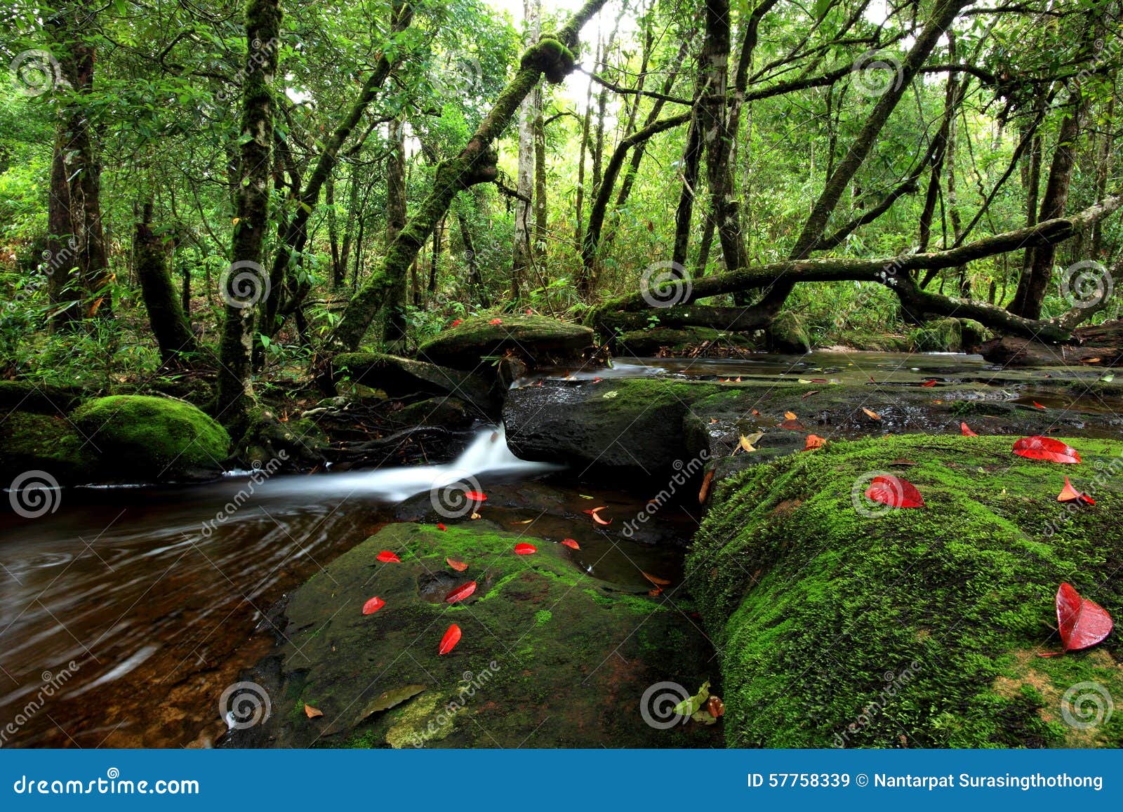 Beautiful Small Waterfall in Rainforest of Chiang Mai, Thailand Stock ...